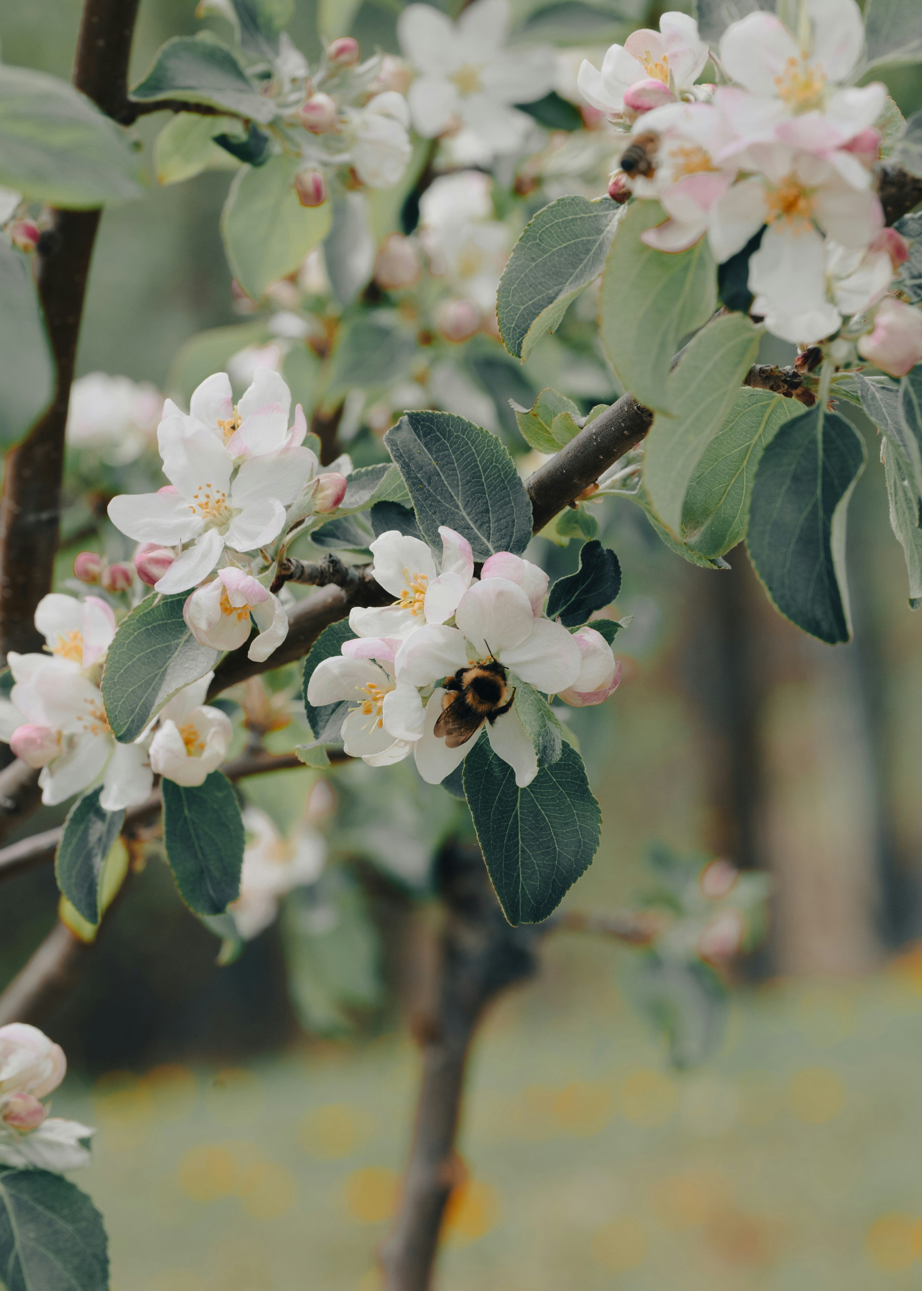Blooming Bee Gaze: A Cluster of Pearly Blossoms in Soft Focus