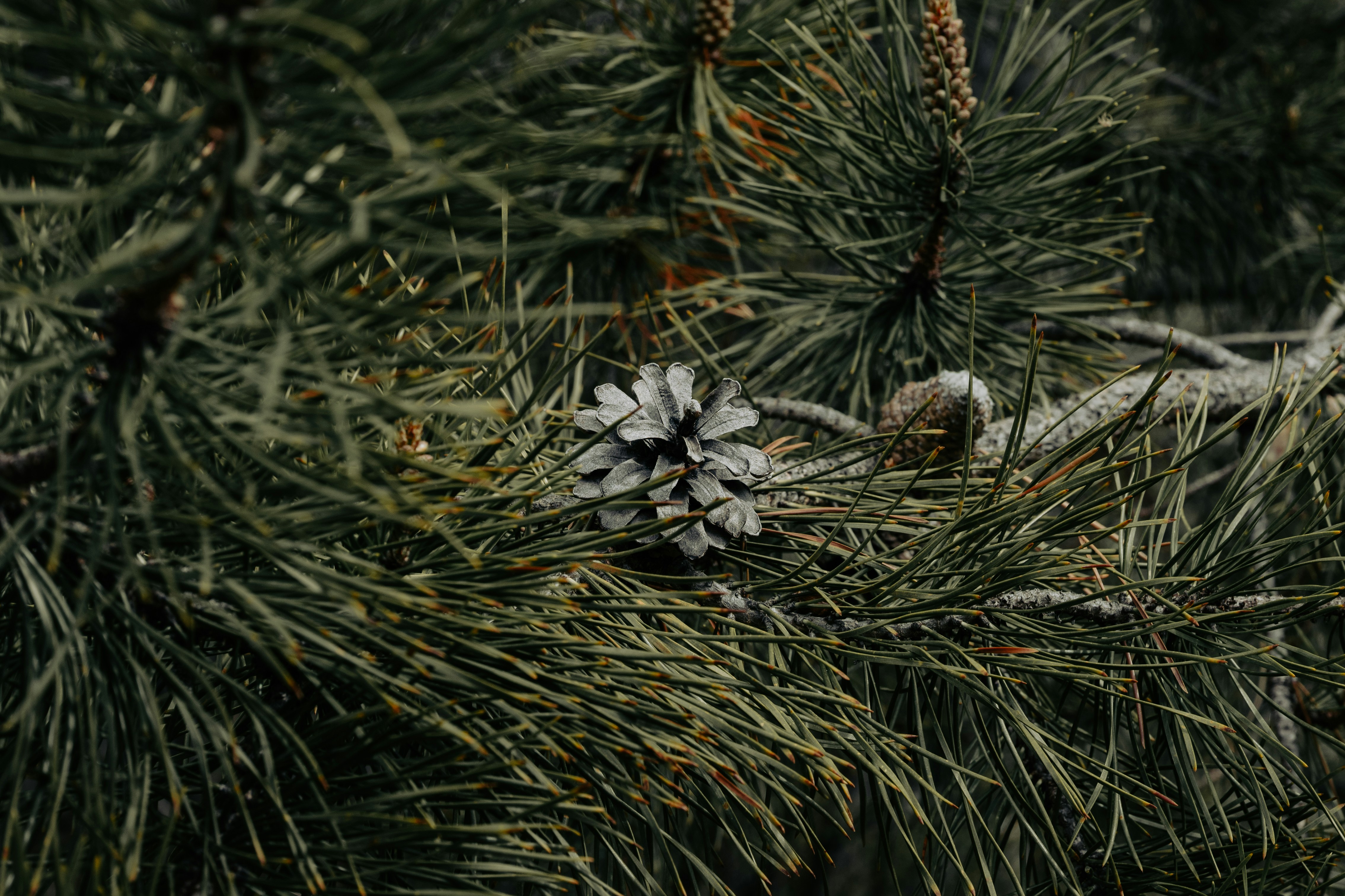 Snow-frosted pine cone amid dense needles