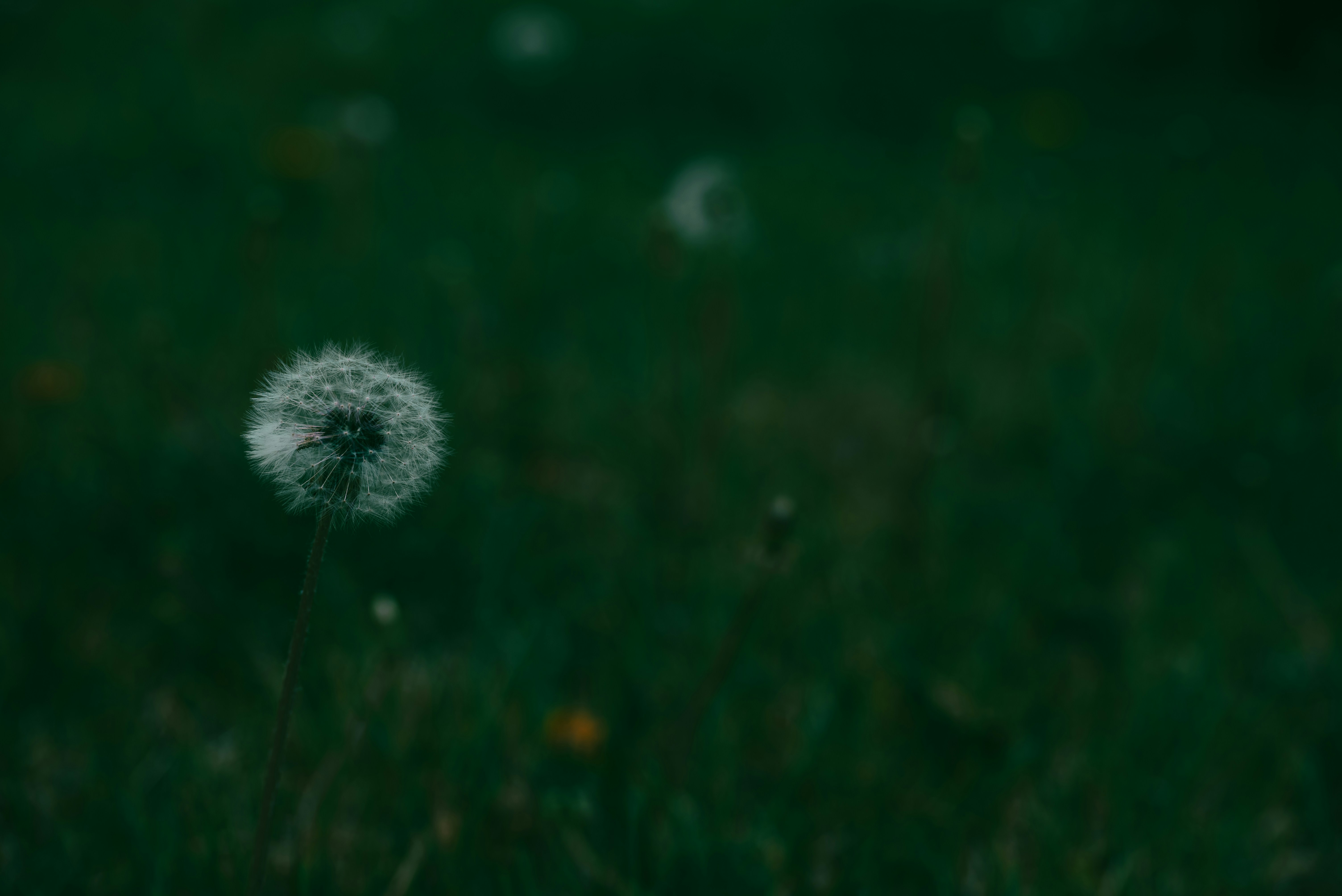  lone dandelion in a velvet-green field