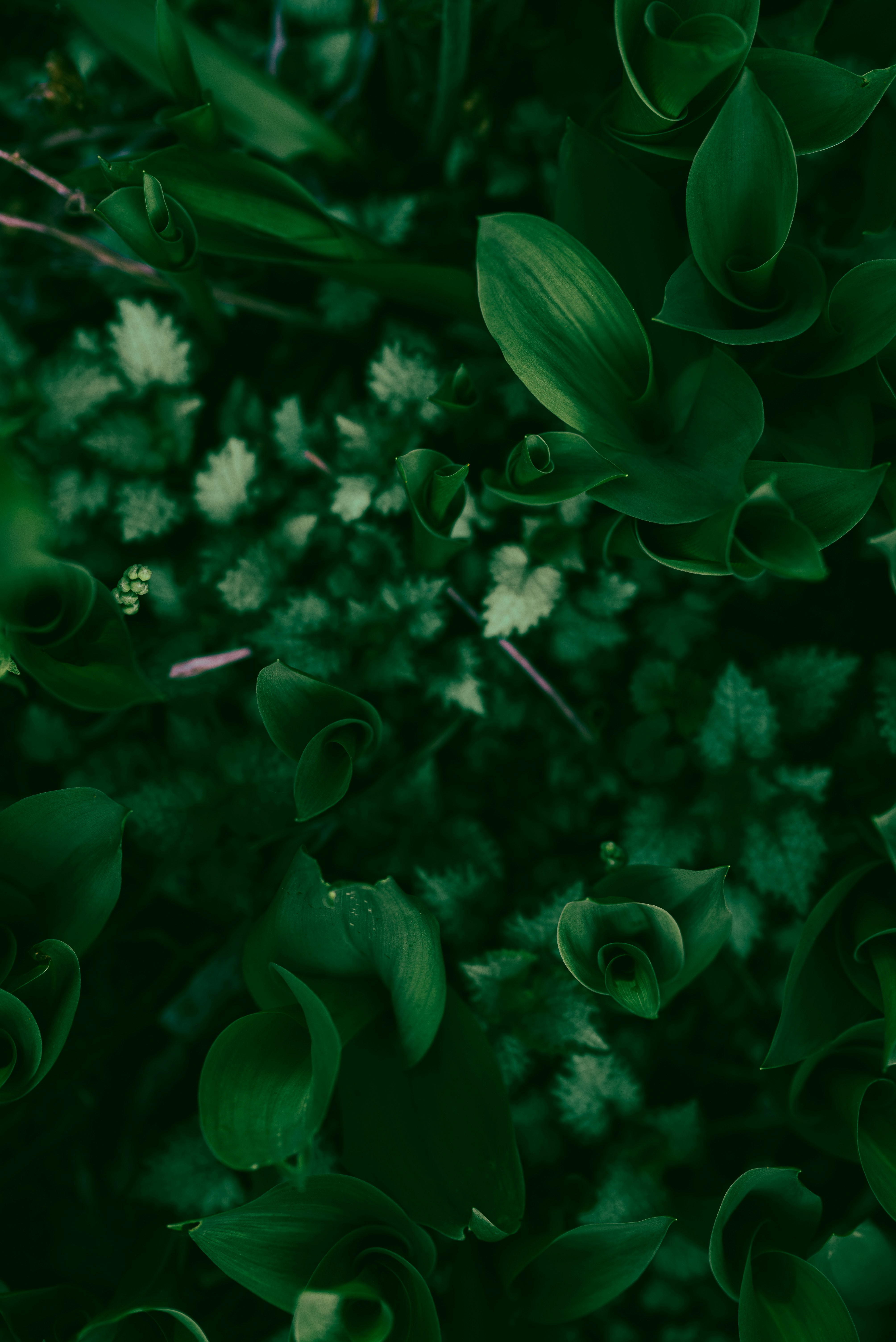 Emerald Spiral: Close-Up of Verdant Foliage Converging in a Quiet Tangle