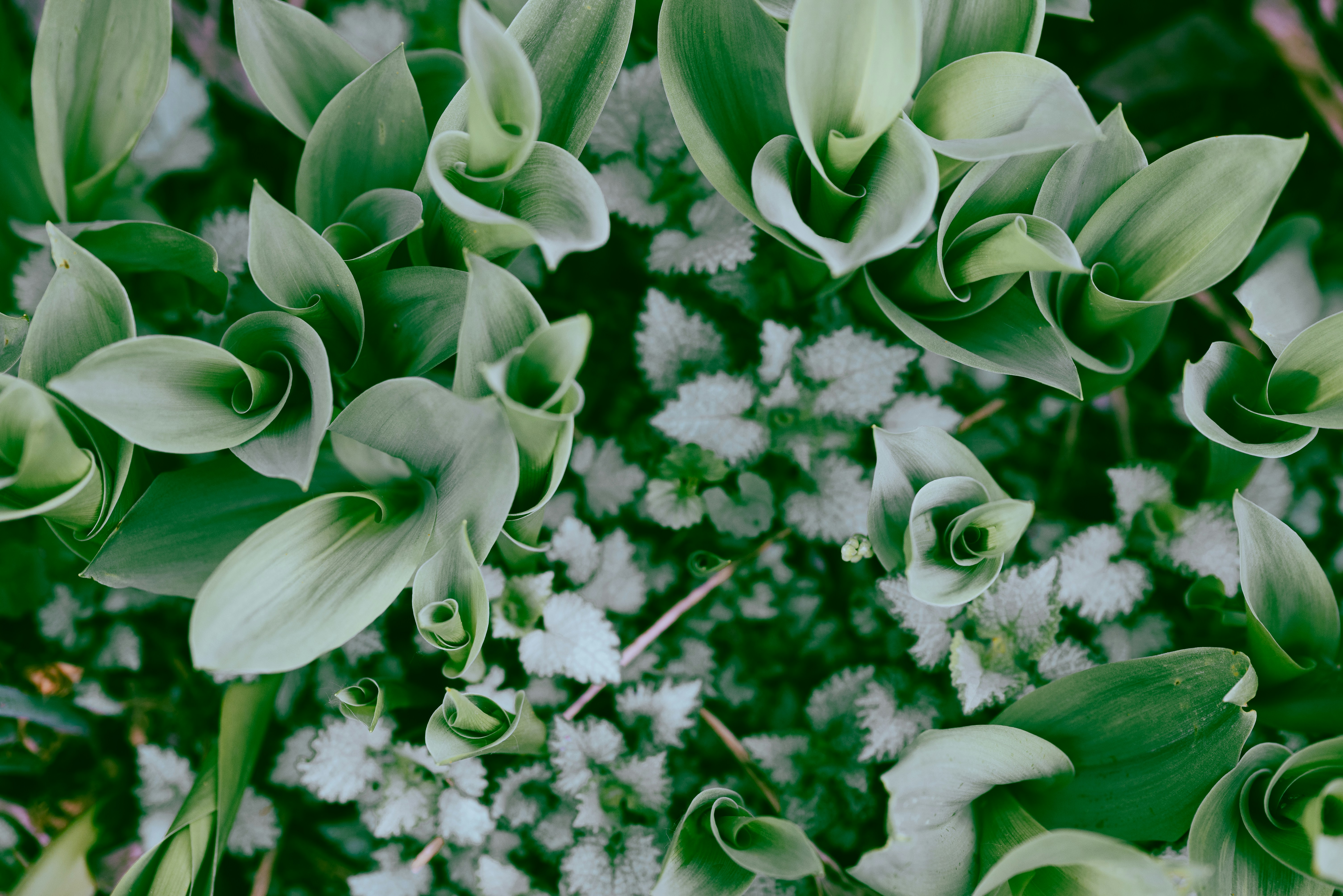 Emerald Spiral: Green Leaves Framing a Florid Center