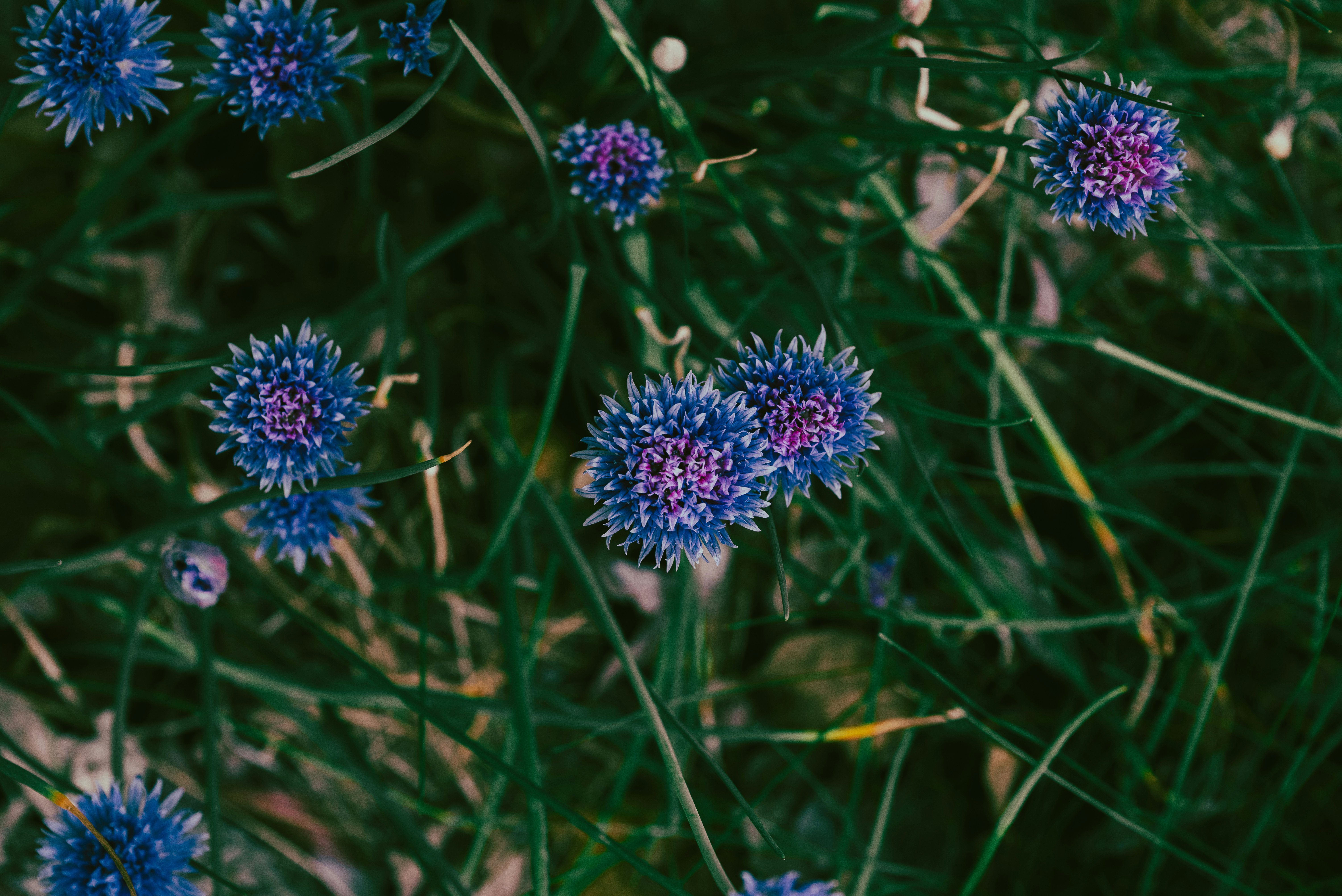 Blue Globe Clusters Amid Green Tangle