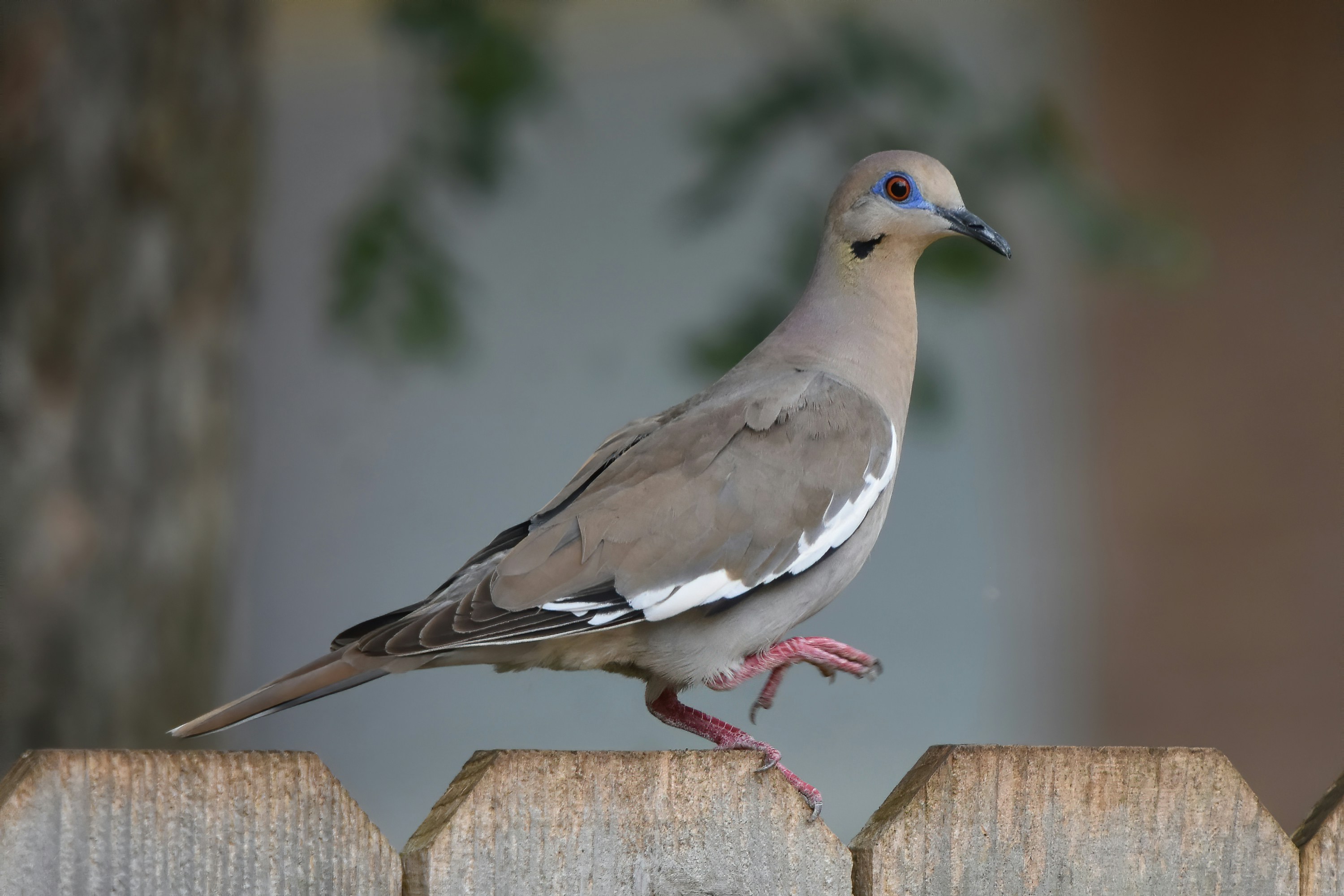 Perched in Focus: A Laughing Dove Scanning the Yard