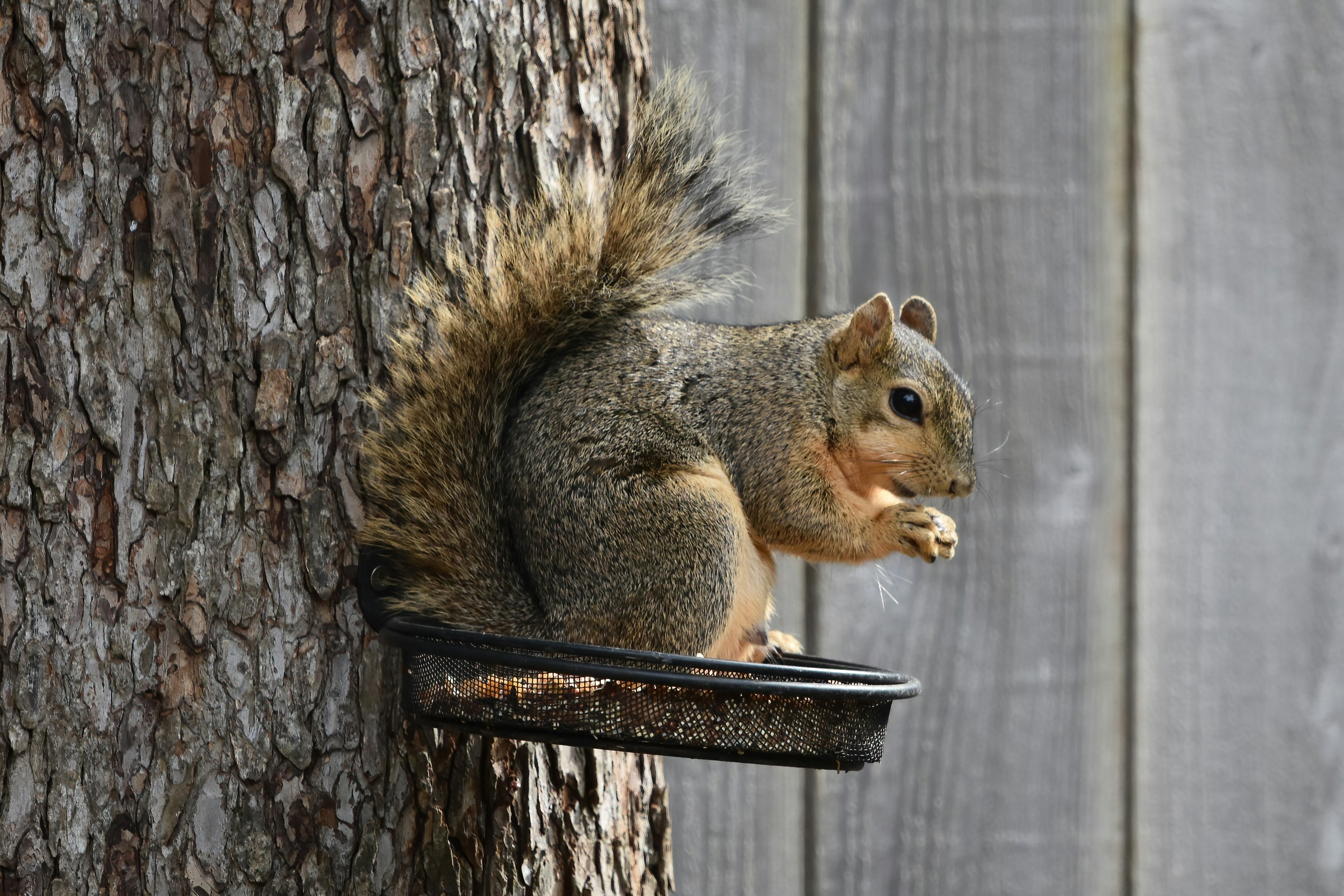 Squirrel on a Tree-Side Feeder
