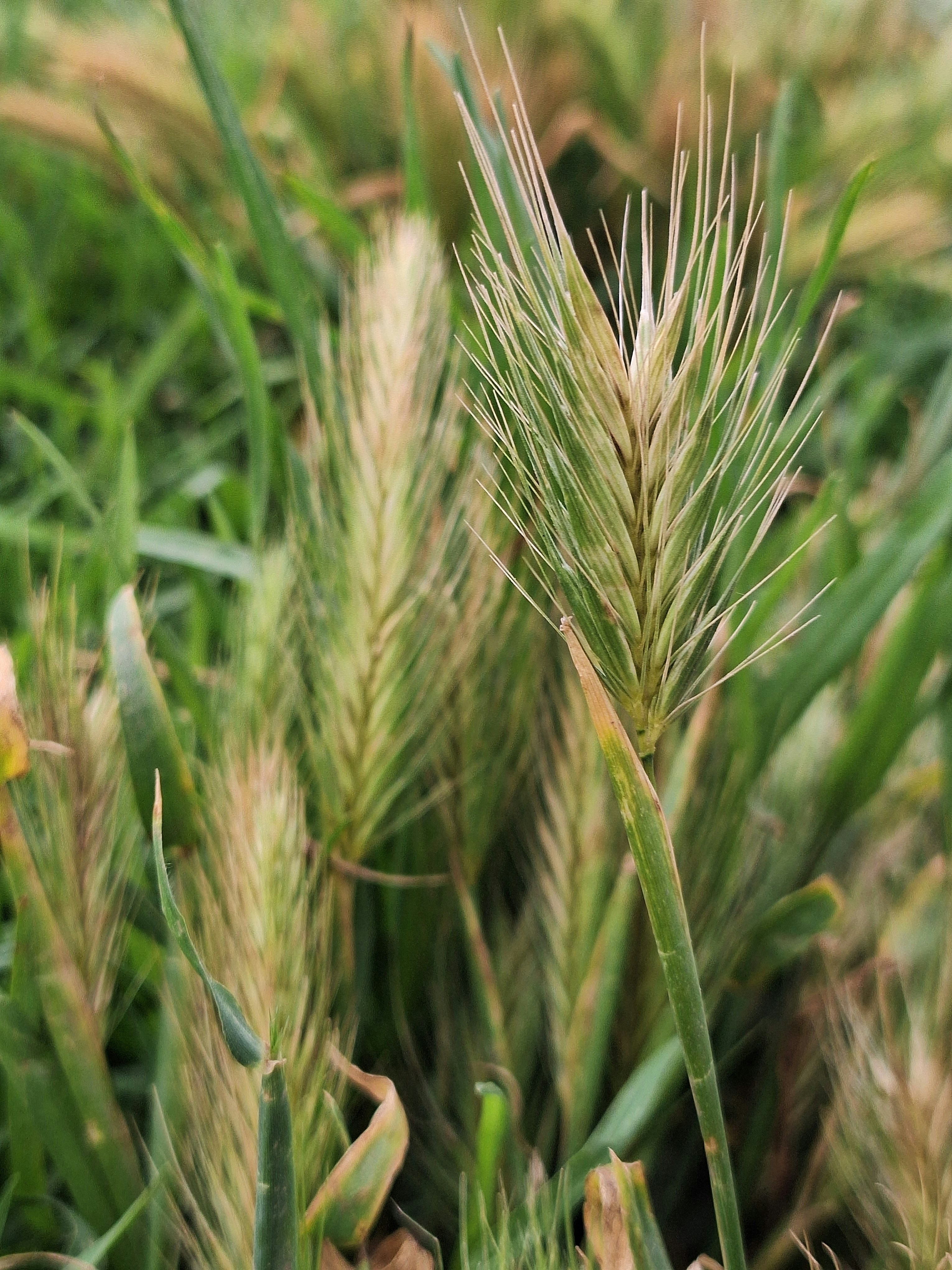 Golden spike of grain rising from a sea of green