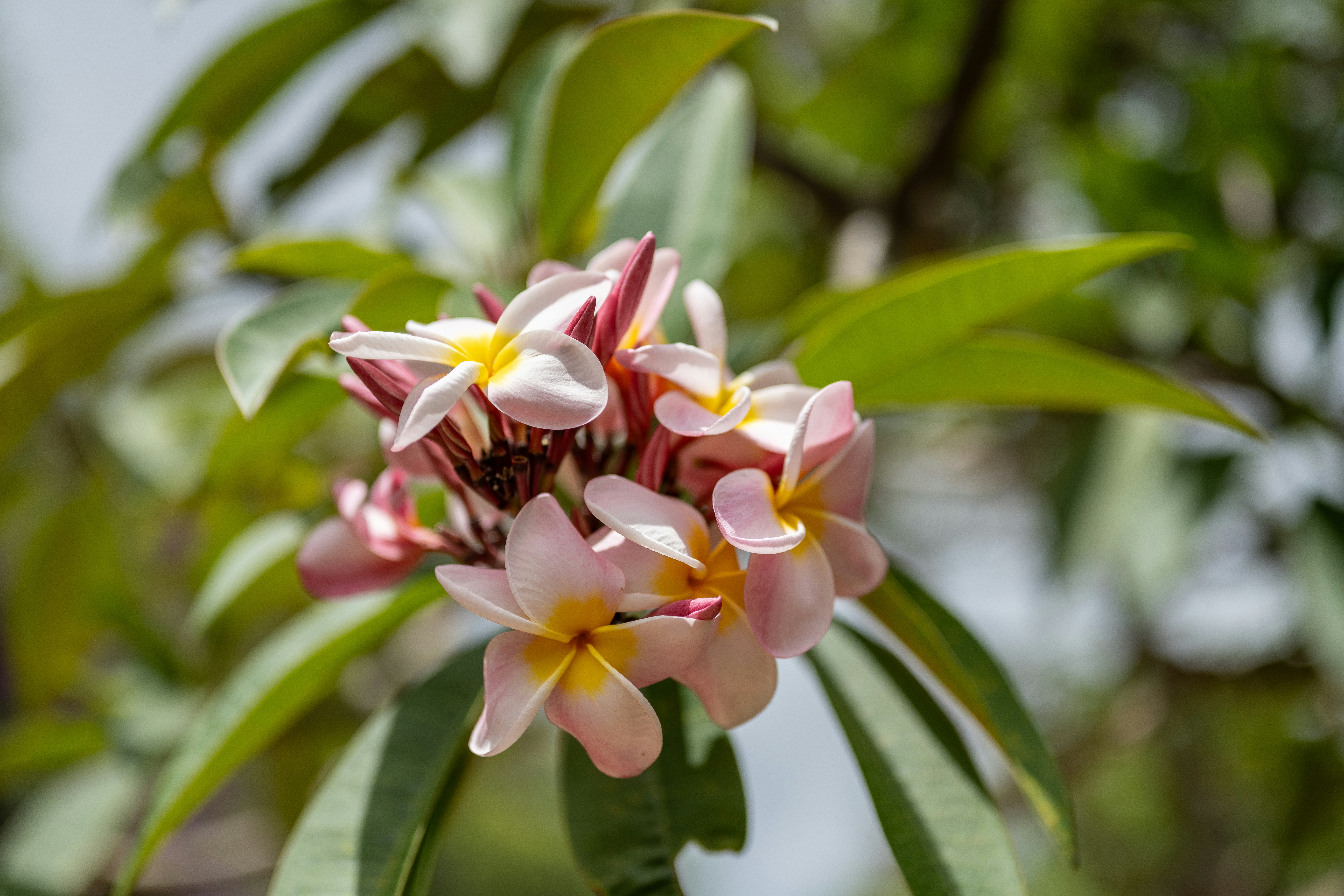 Cluster of Plumeria in Soft Sunlight
