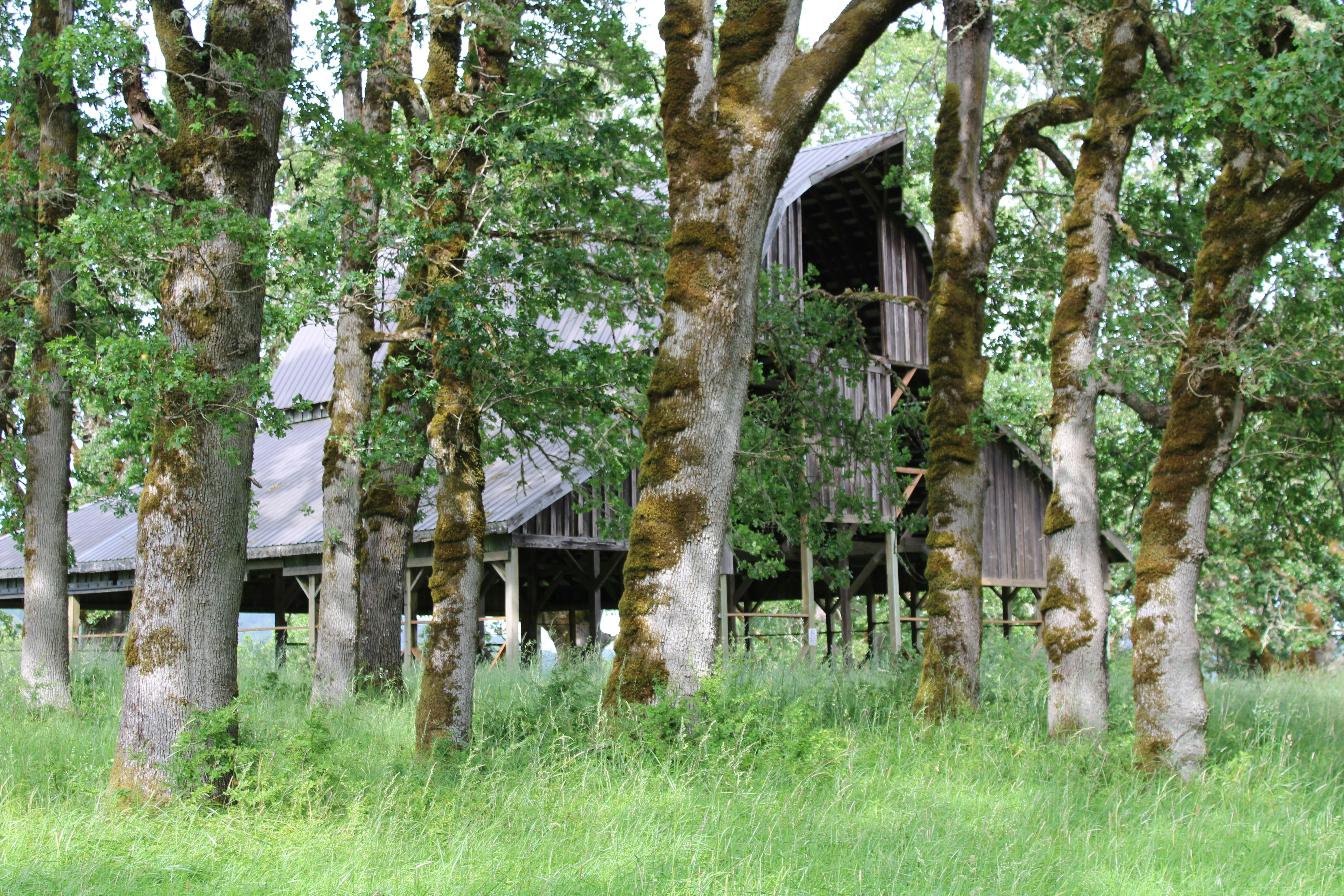 Hidden Barn in the Gumboil Grove