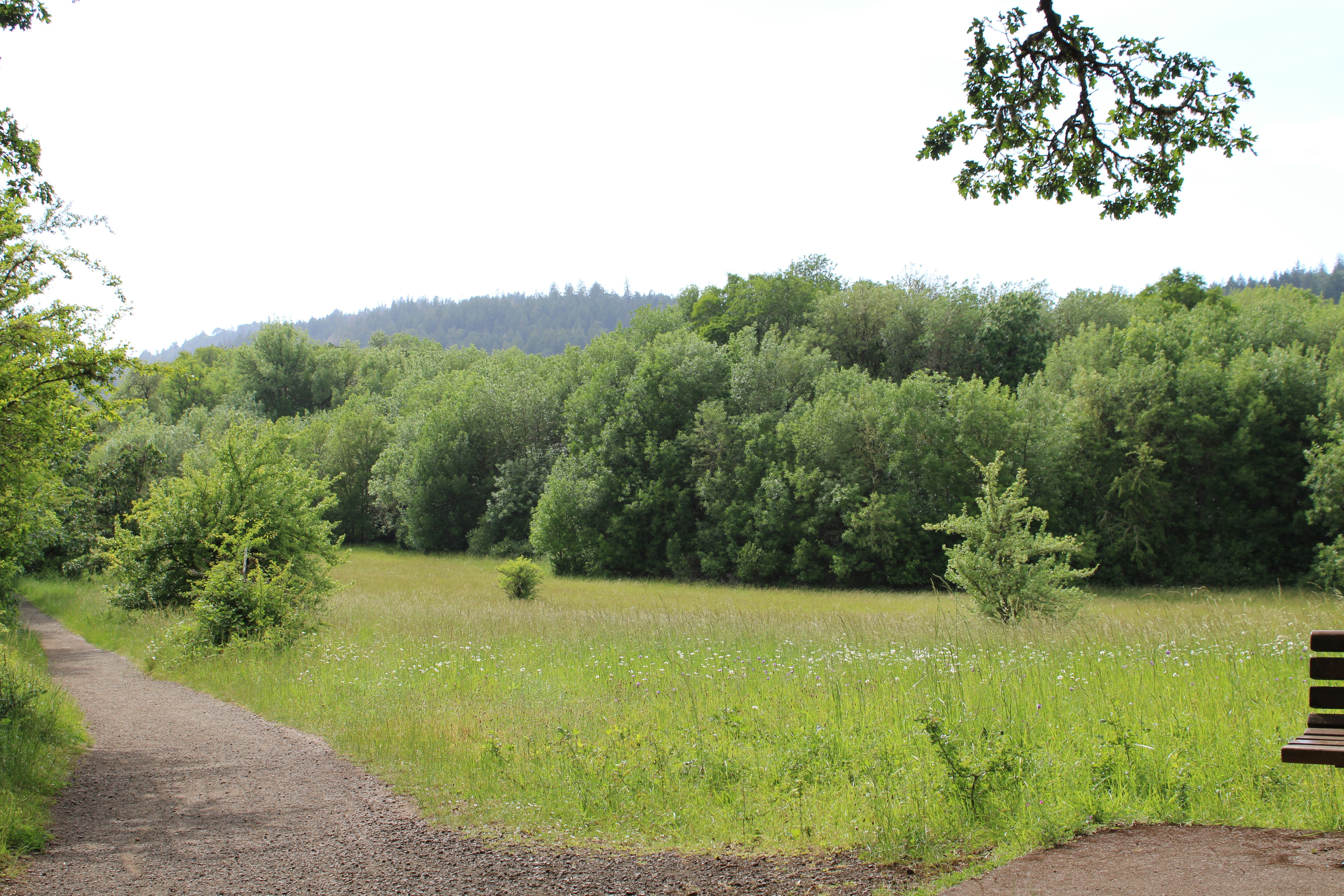 Sunlit Meadow Trail: A Quiet Crossing Between Field and Forest