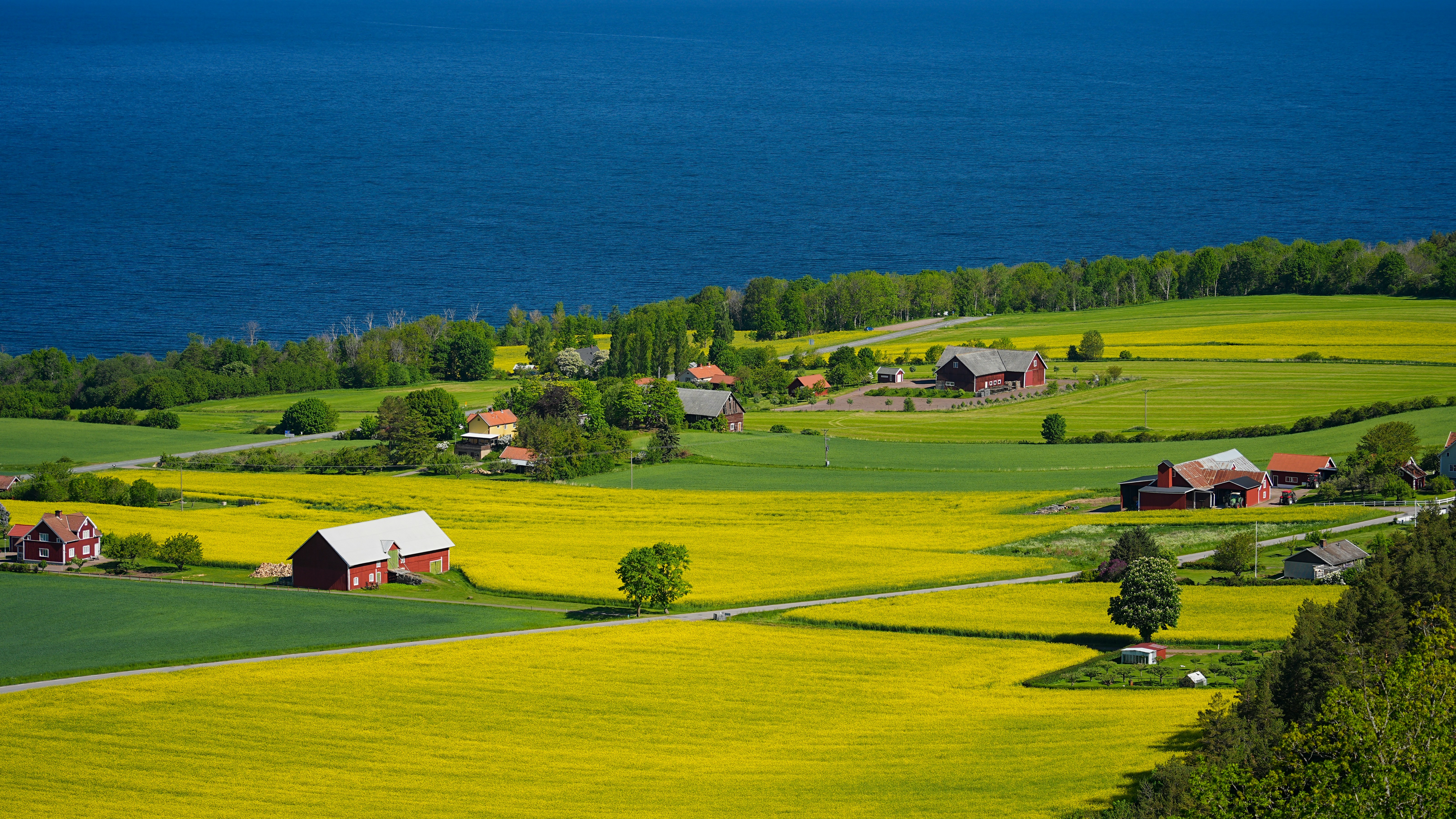Canola Sea Over the Farmland