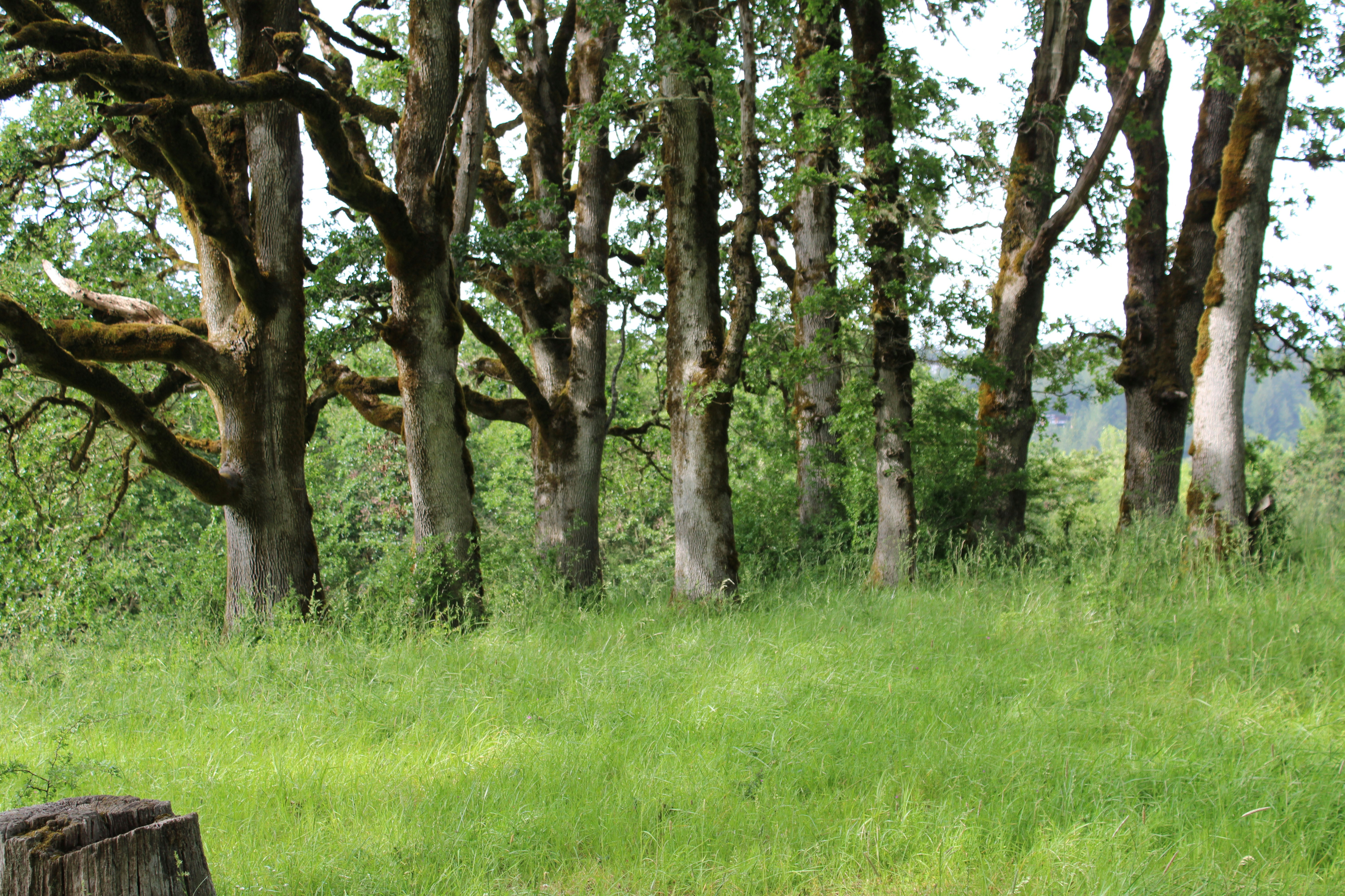 Tree-lined Meadow: Tranquil Glen at Dusk