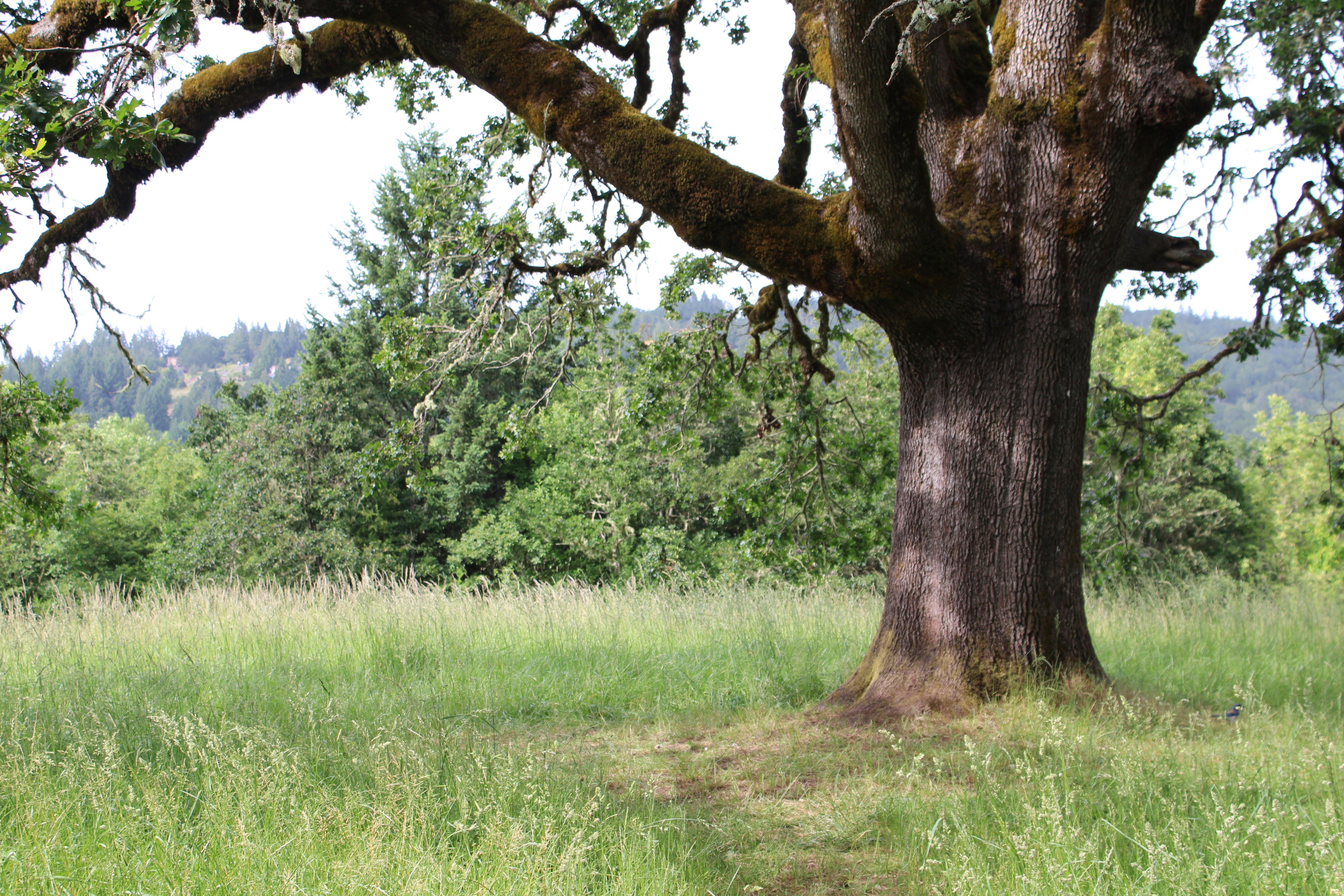 Ancient Oak Standing Guard Over a Sunlit Meadow