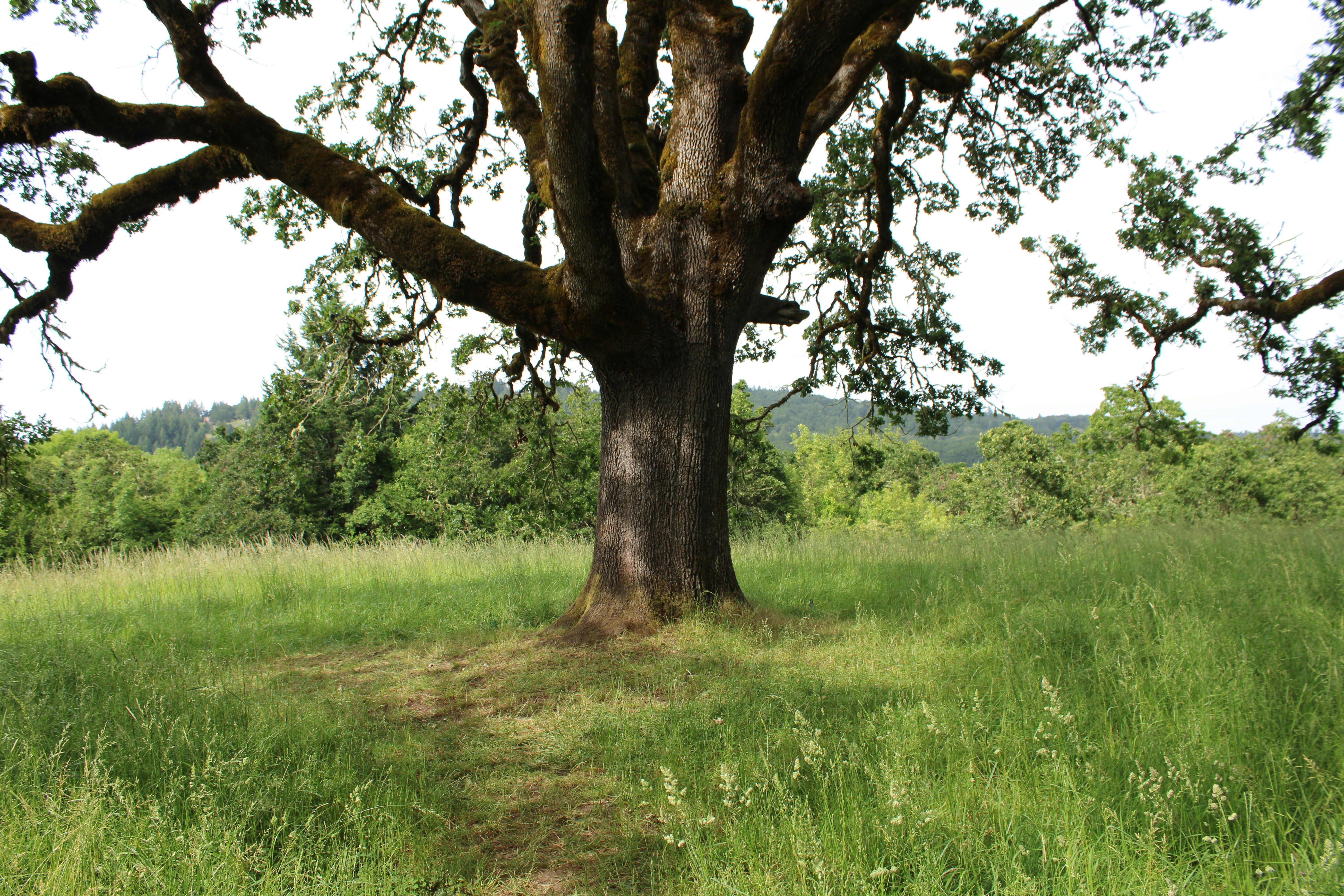 Old Oak Crowned by Open Sky in a Meadow