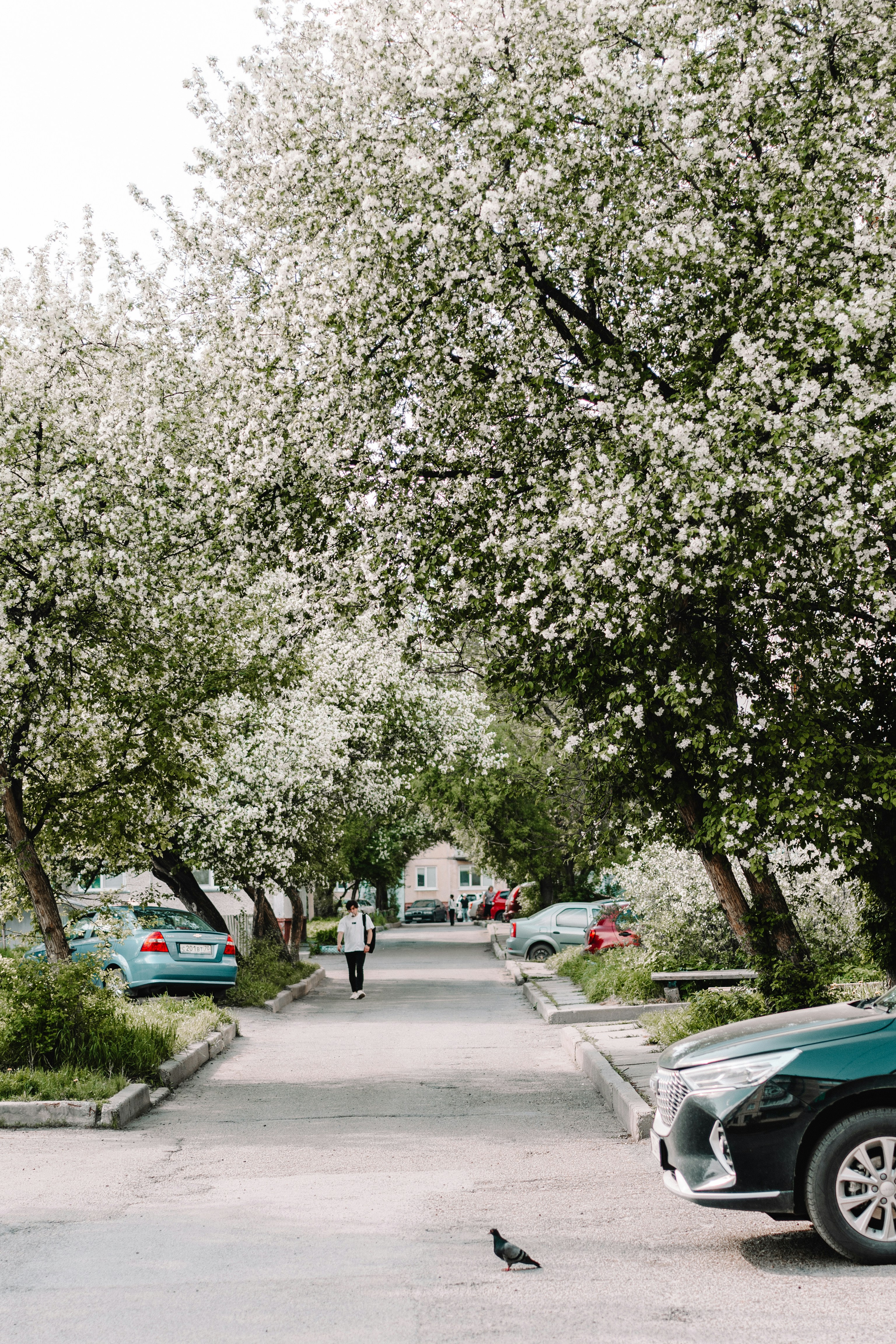 Blossom-lined Street: Quiet Morning Between Cars