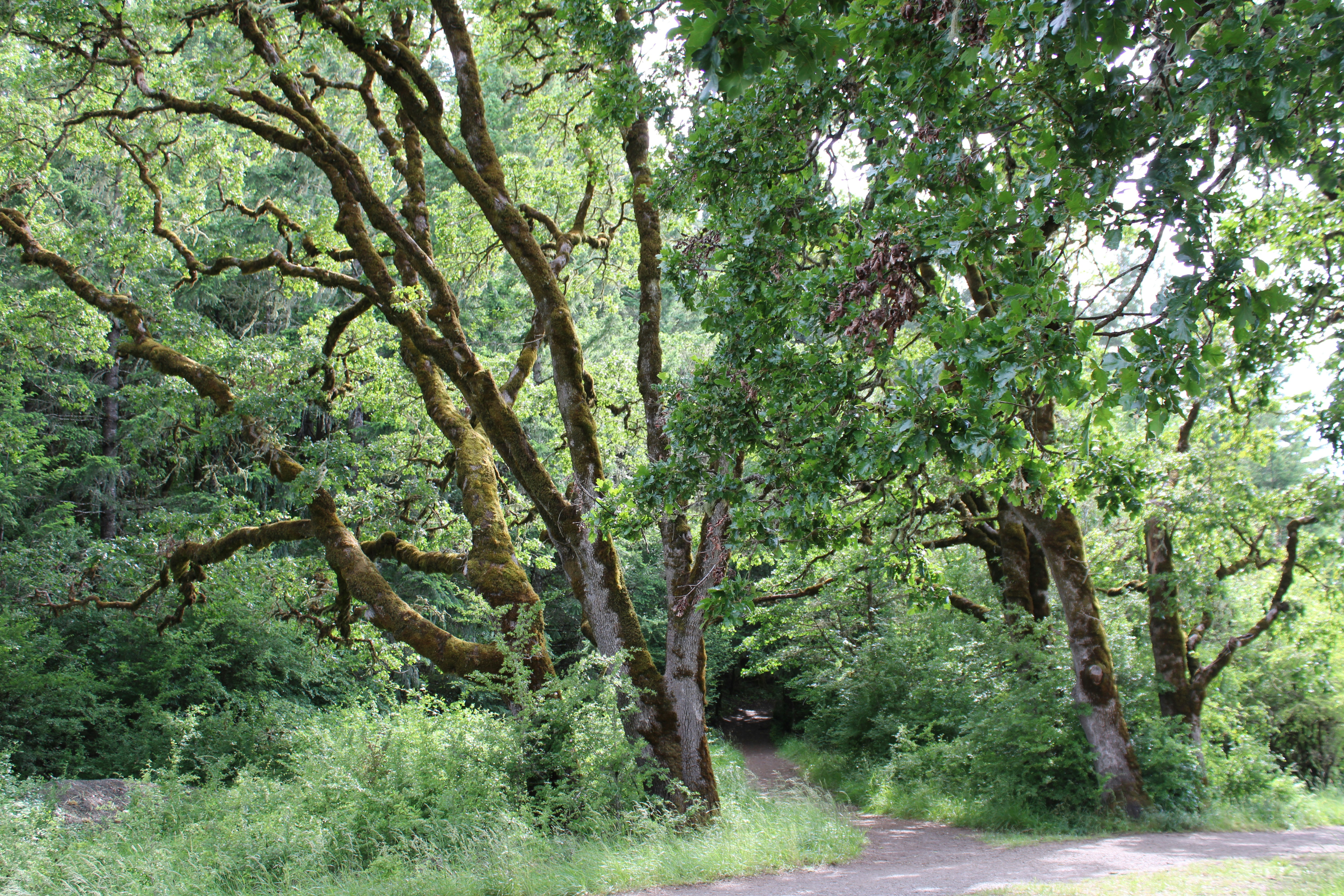 Path Underarched by Aged Oaks