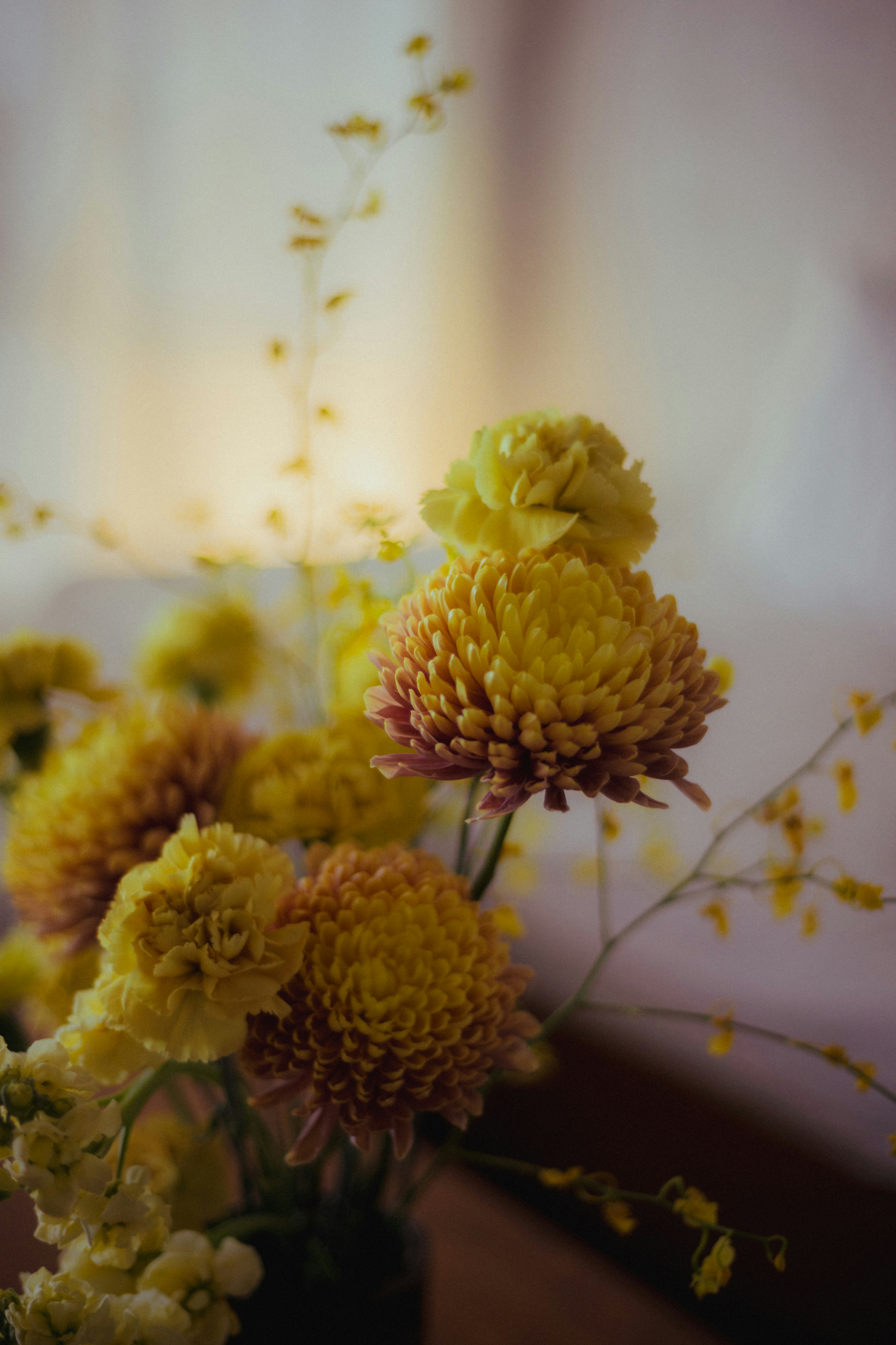 Amber Chrysanthemums in Soft Backlight