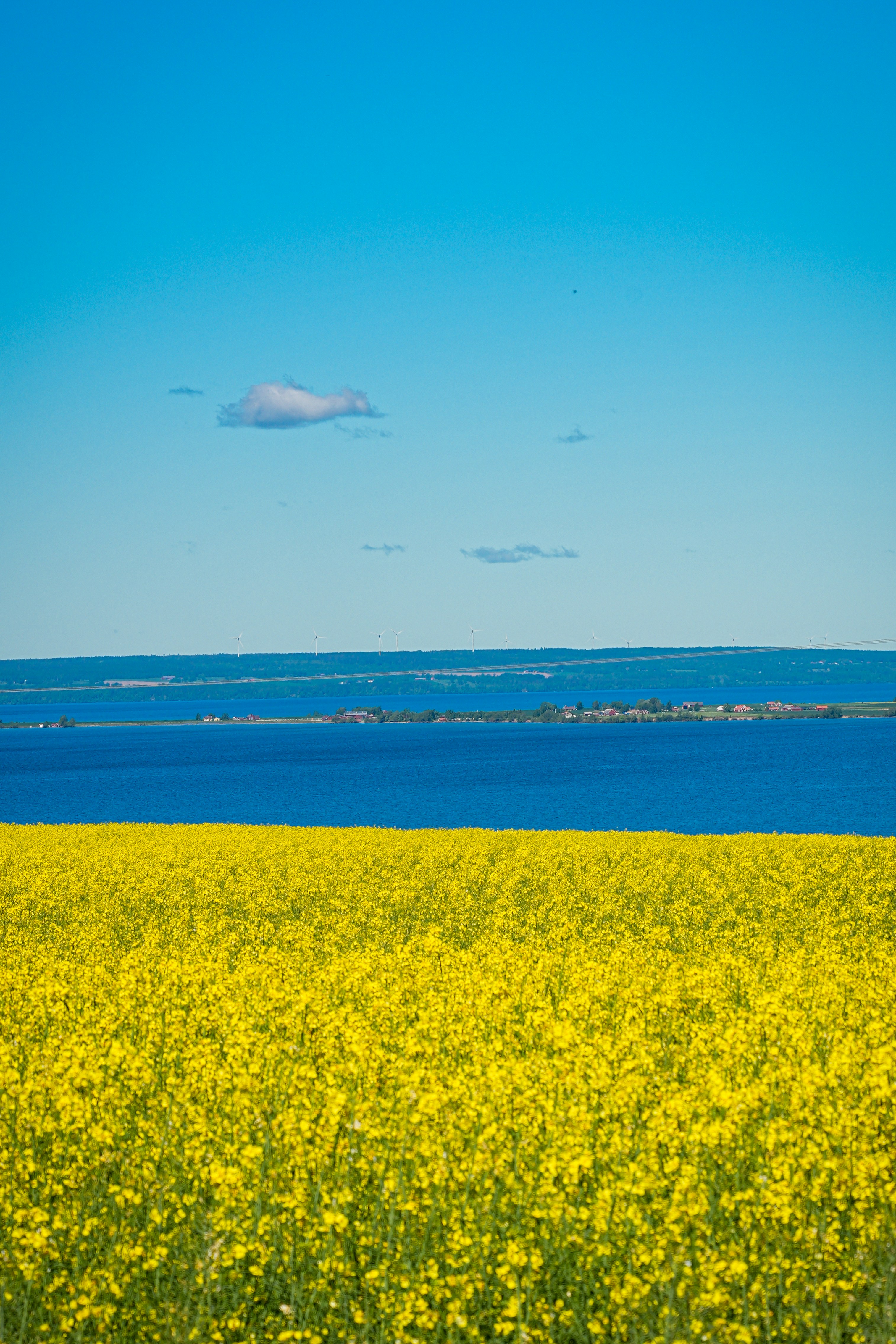 Canola Sea: A Bright Field Beyond the Blue Horizon