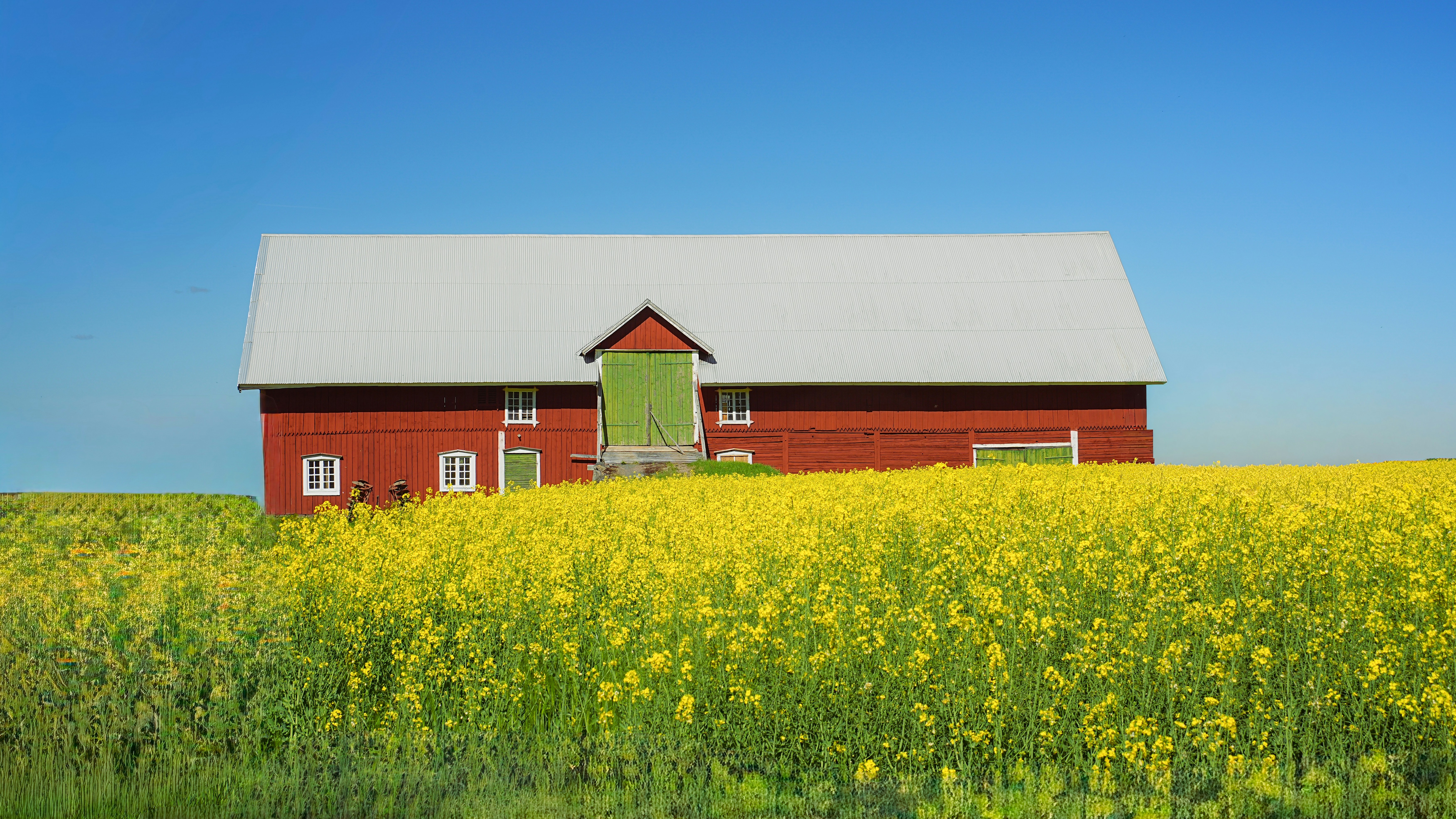 Red Barn on a Sea of Yellow: Canola Field under a Clear Sky