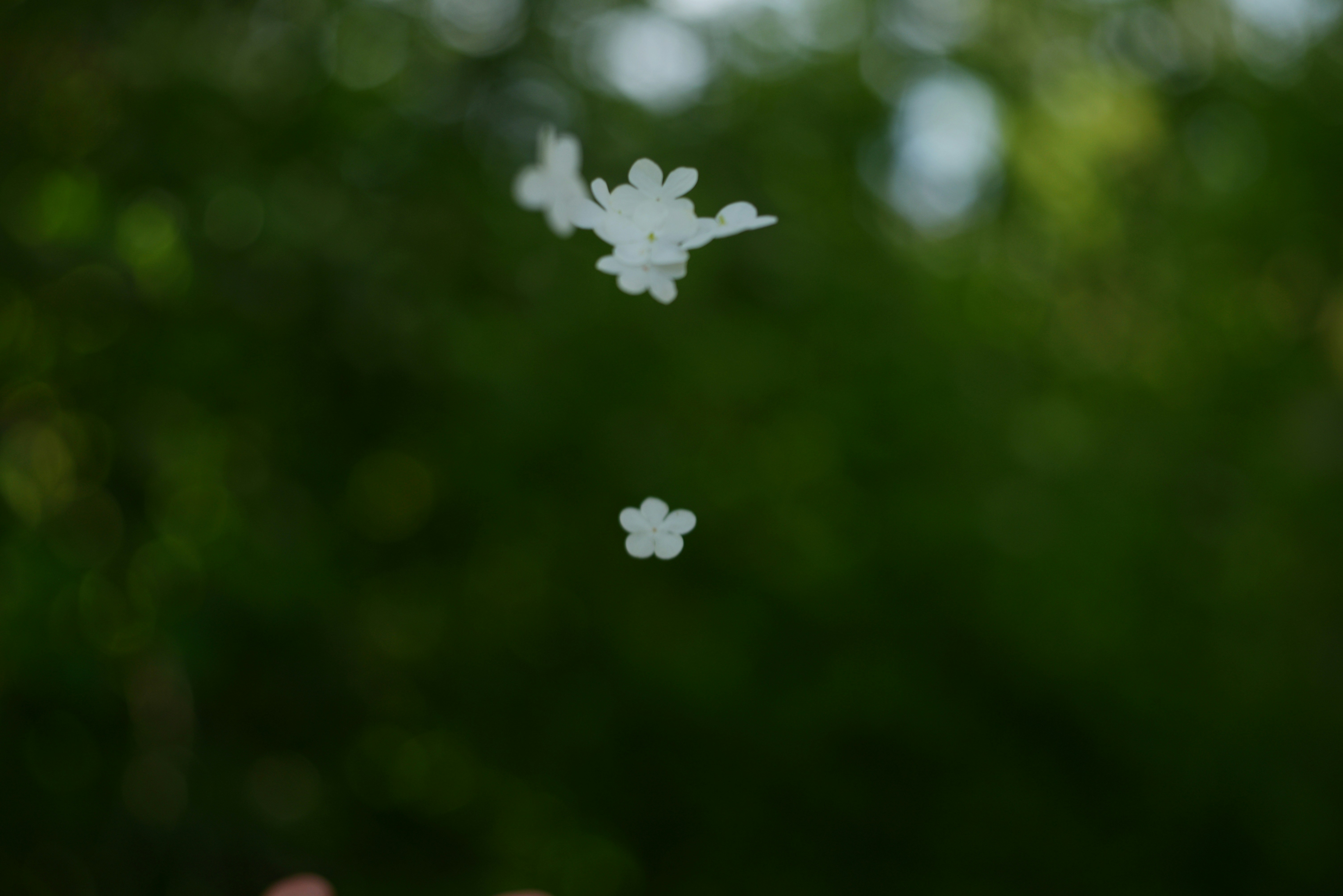 Floating petals: a gentle drift against a mossy backdrop