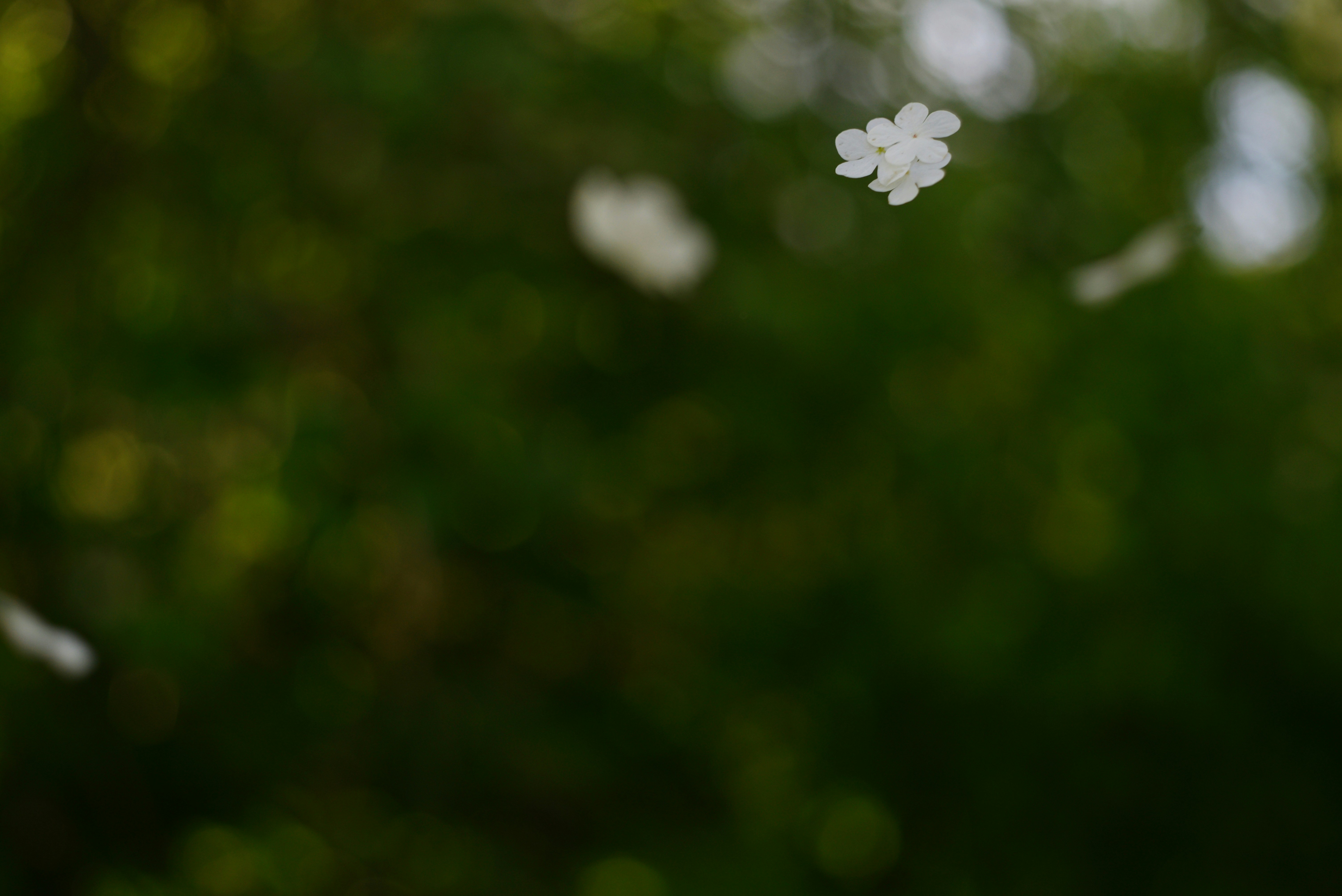 Soft Petals in Flight: A Delicate Moment Against a Verdant Blur