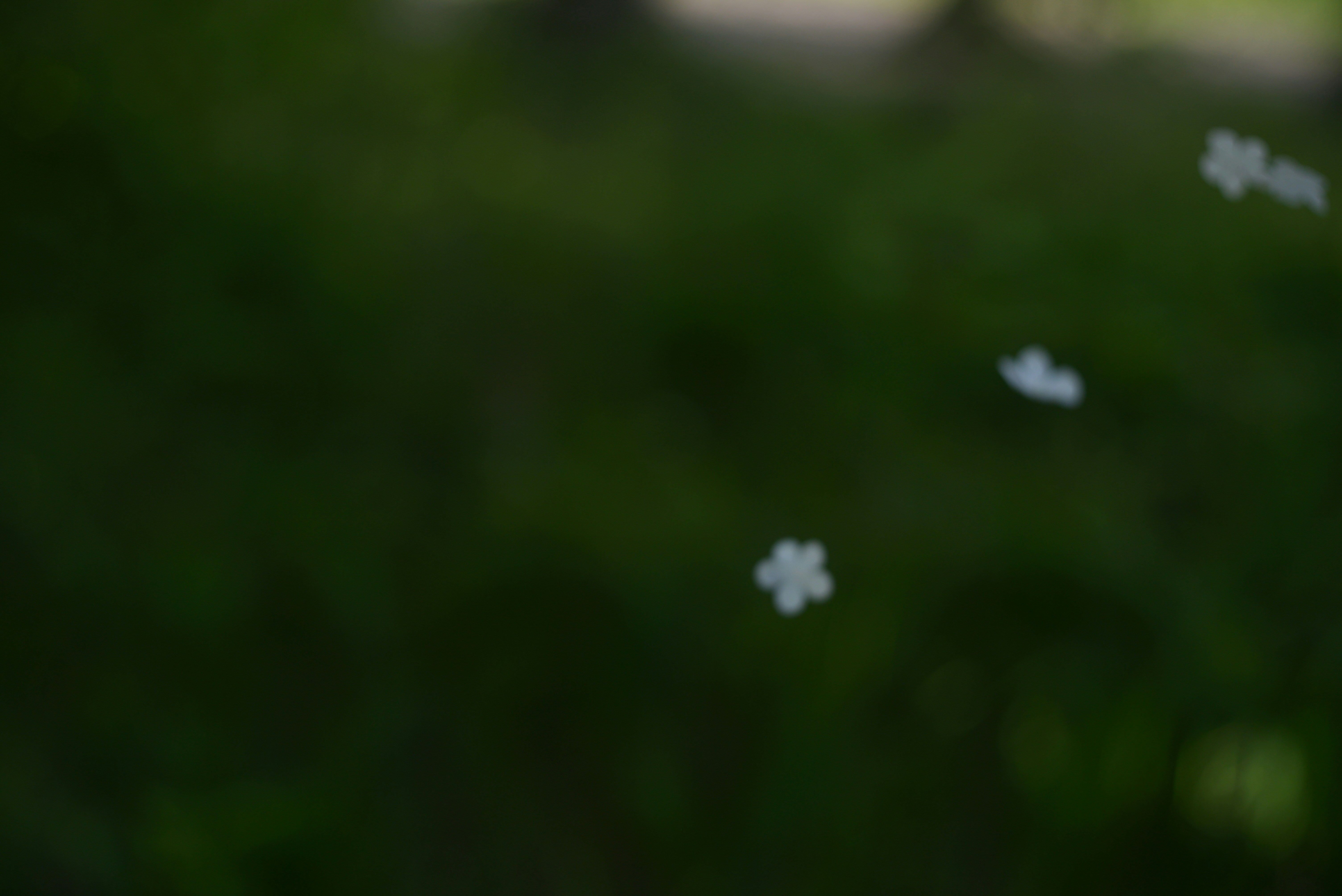 Tiny White Petals in a Quiet Green Field