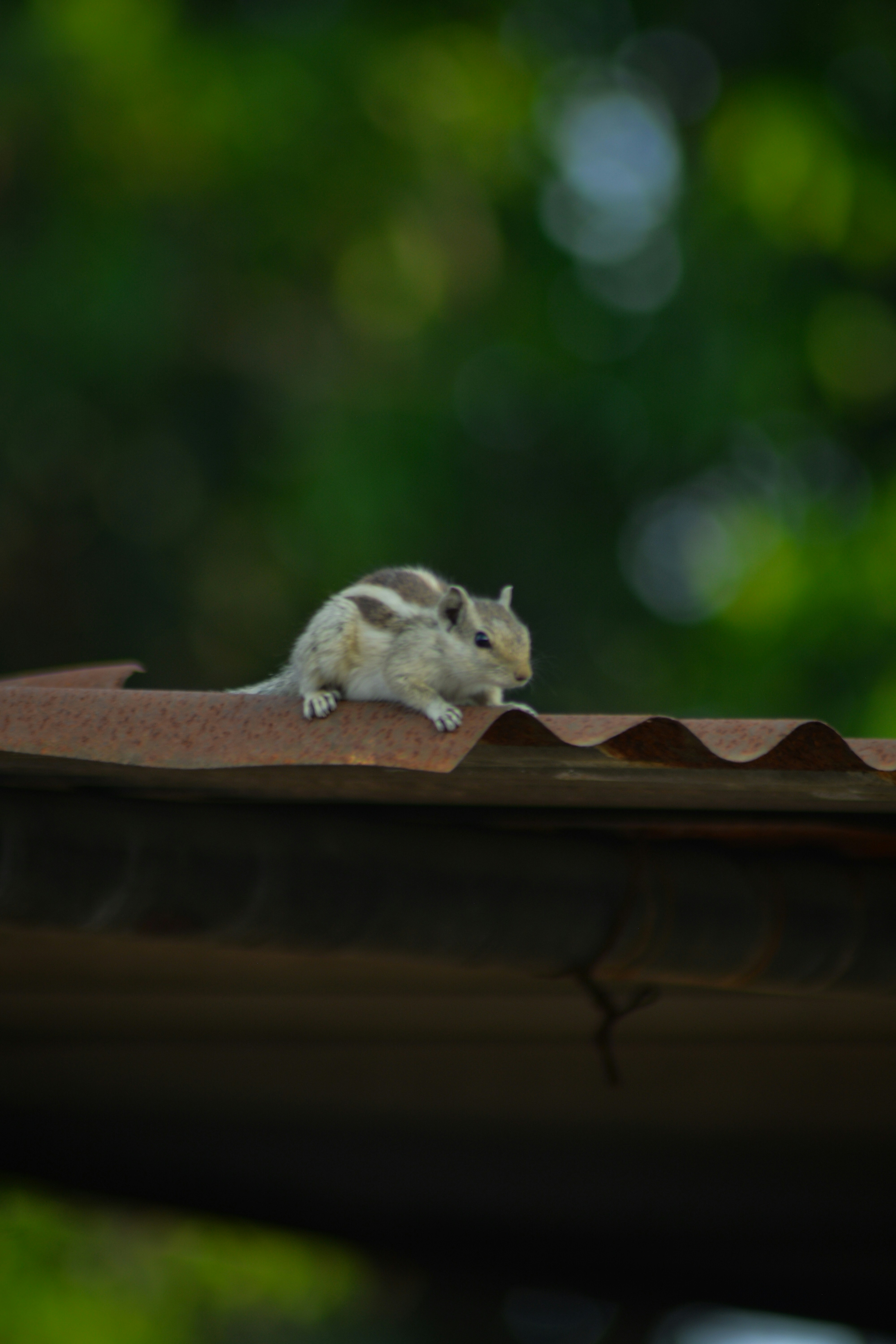 Tiny Squirrel on a Corrugated Roof, Soft Focus Background