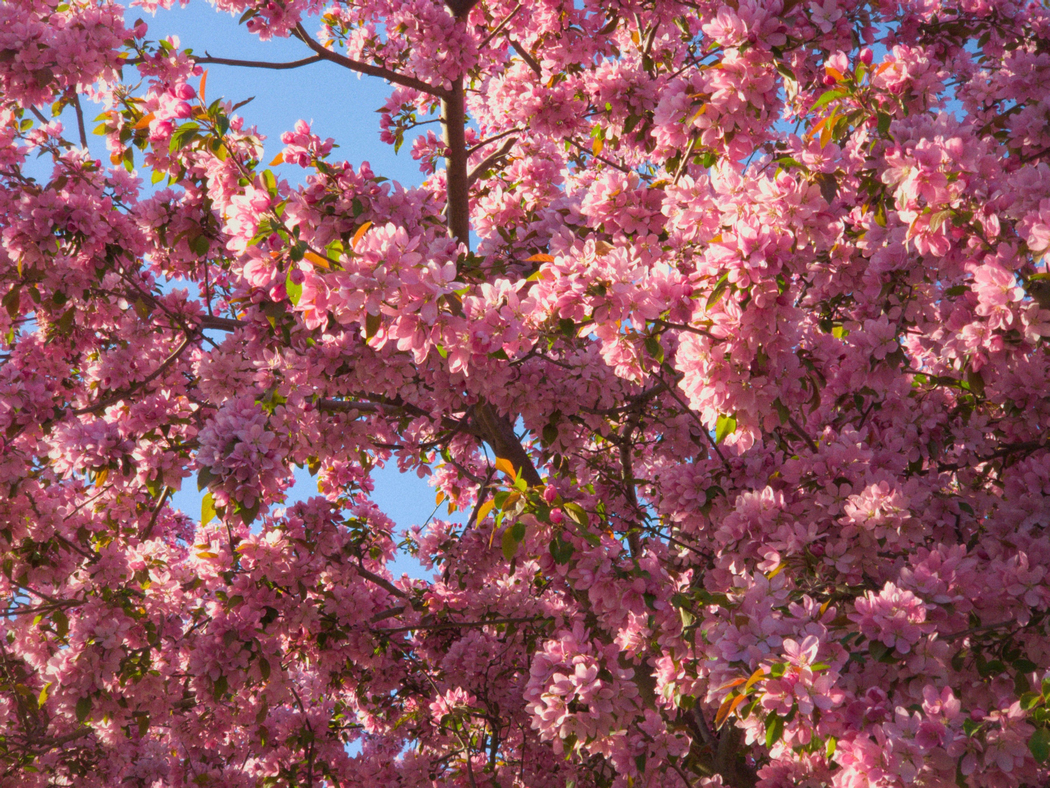 Center of Bloom: Pink Petal Canopy under Blue Sky
