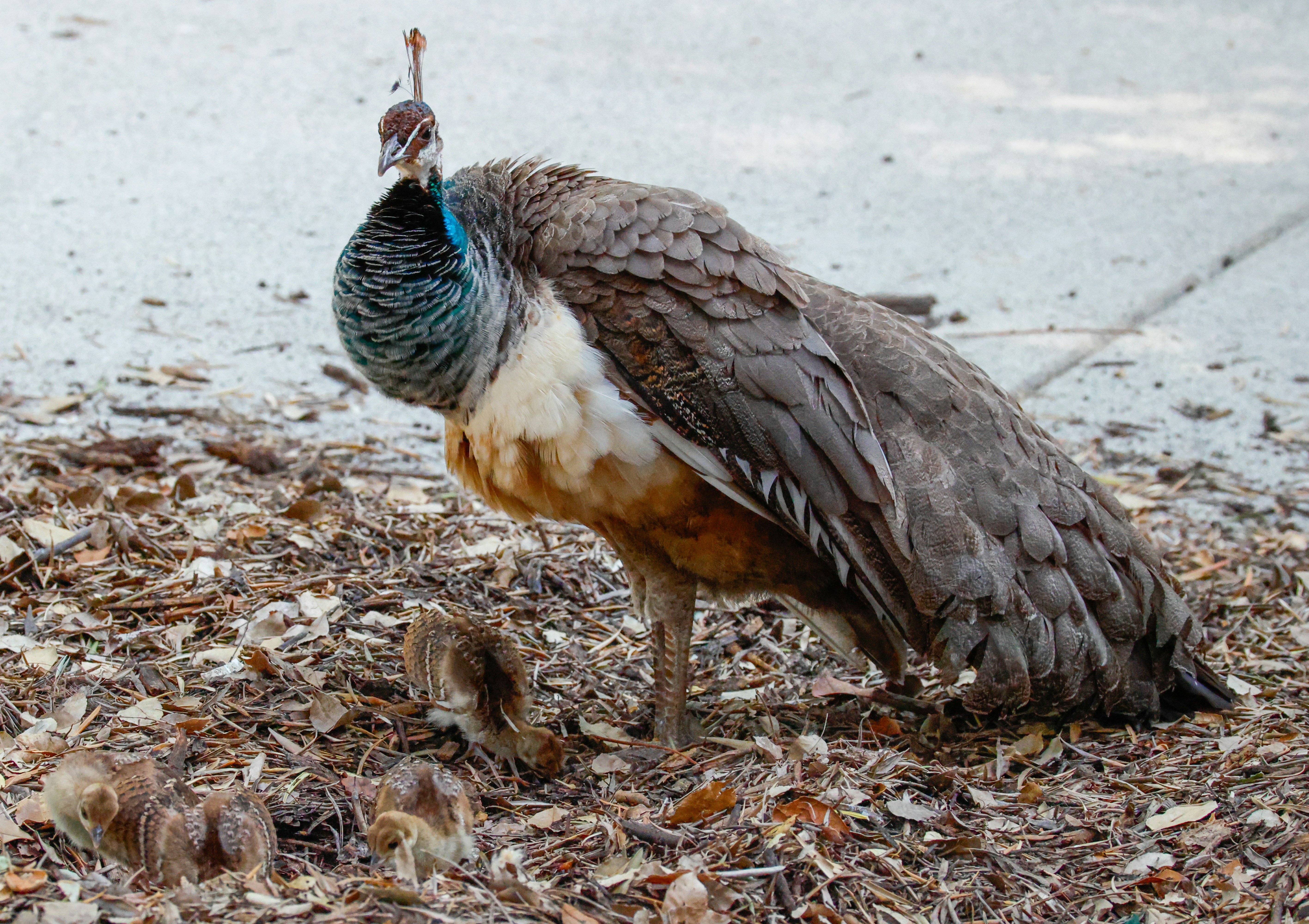 If These Feathers Could Speak: A Peacock and Ossified Ground