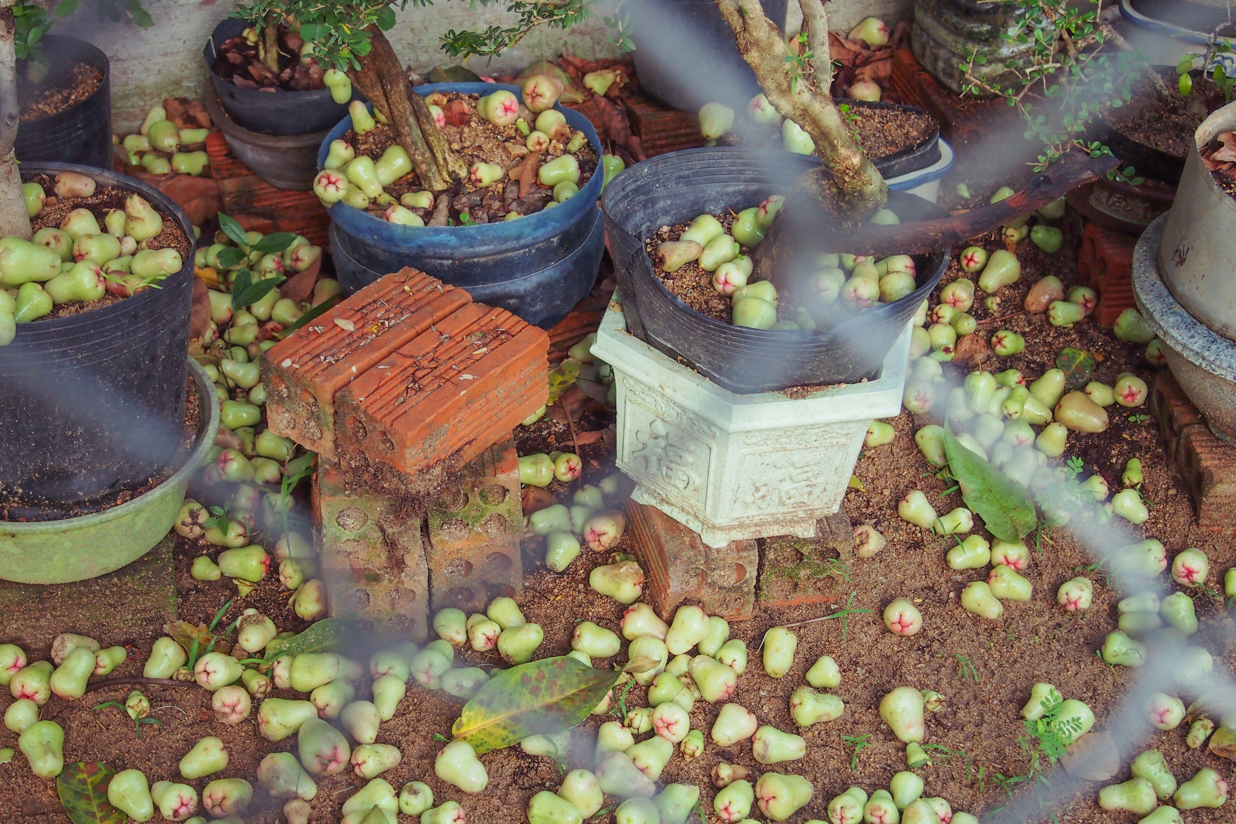 Row of fruit pots under a glimmering greenhouse lattice