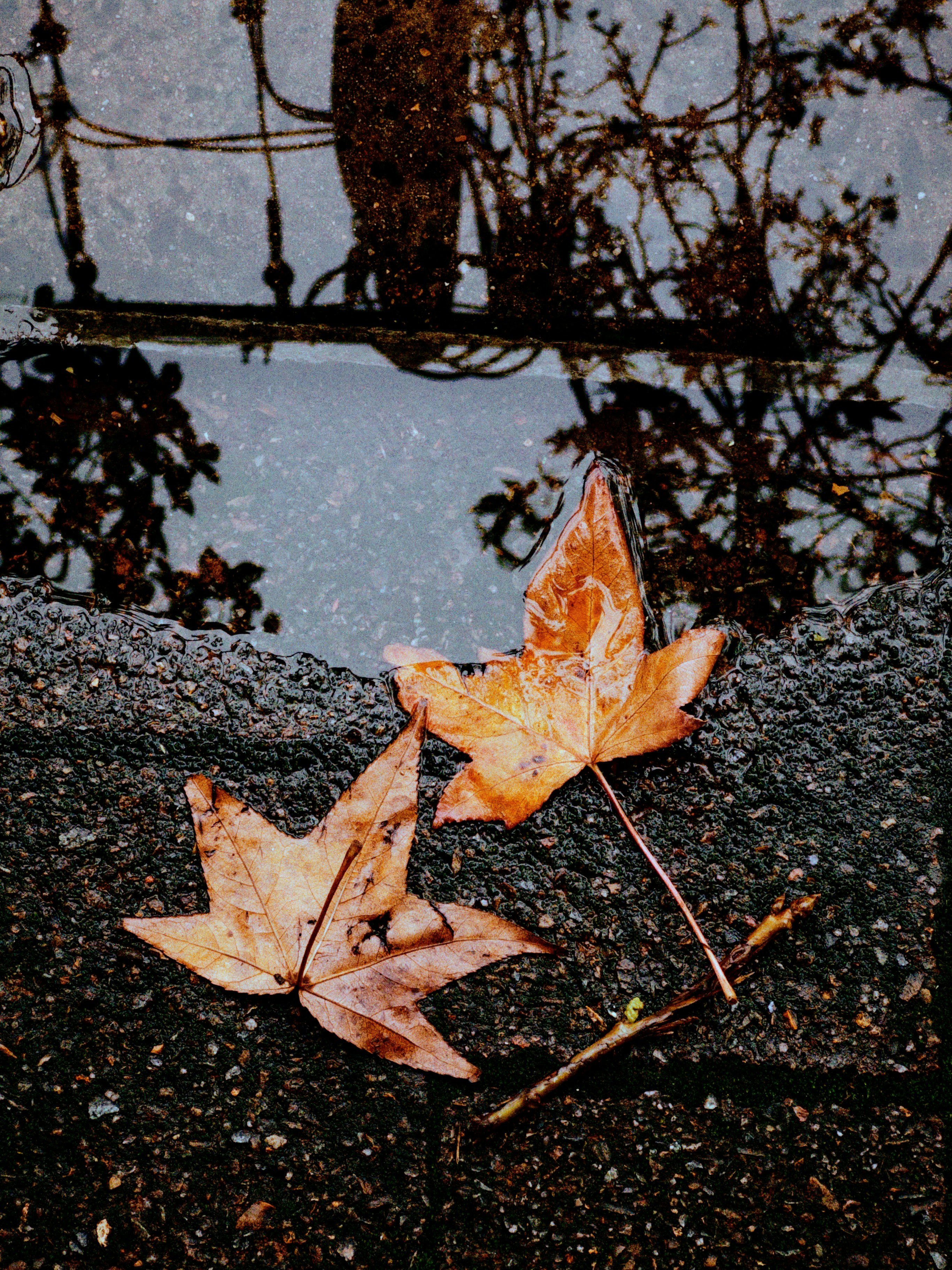 Autumn Leaves on a Wet Pavement reflected by Twilight Sky