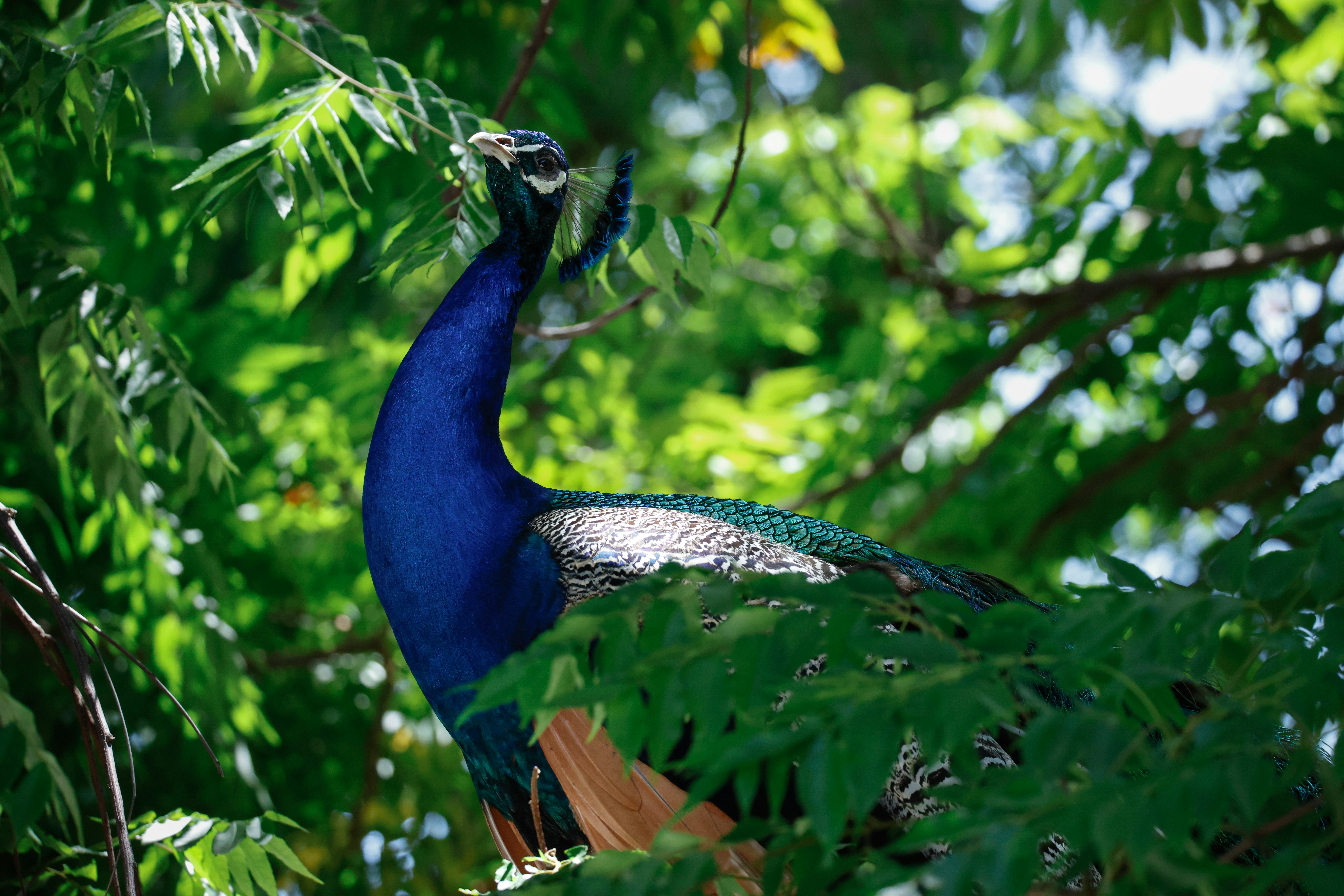 Emerald Crest: A Royal Peacock Emerges Through the Green Canopy