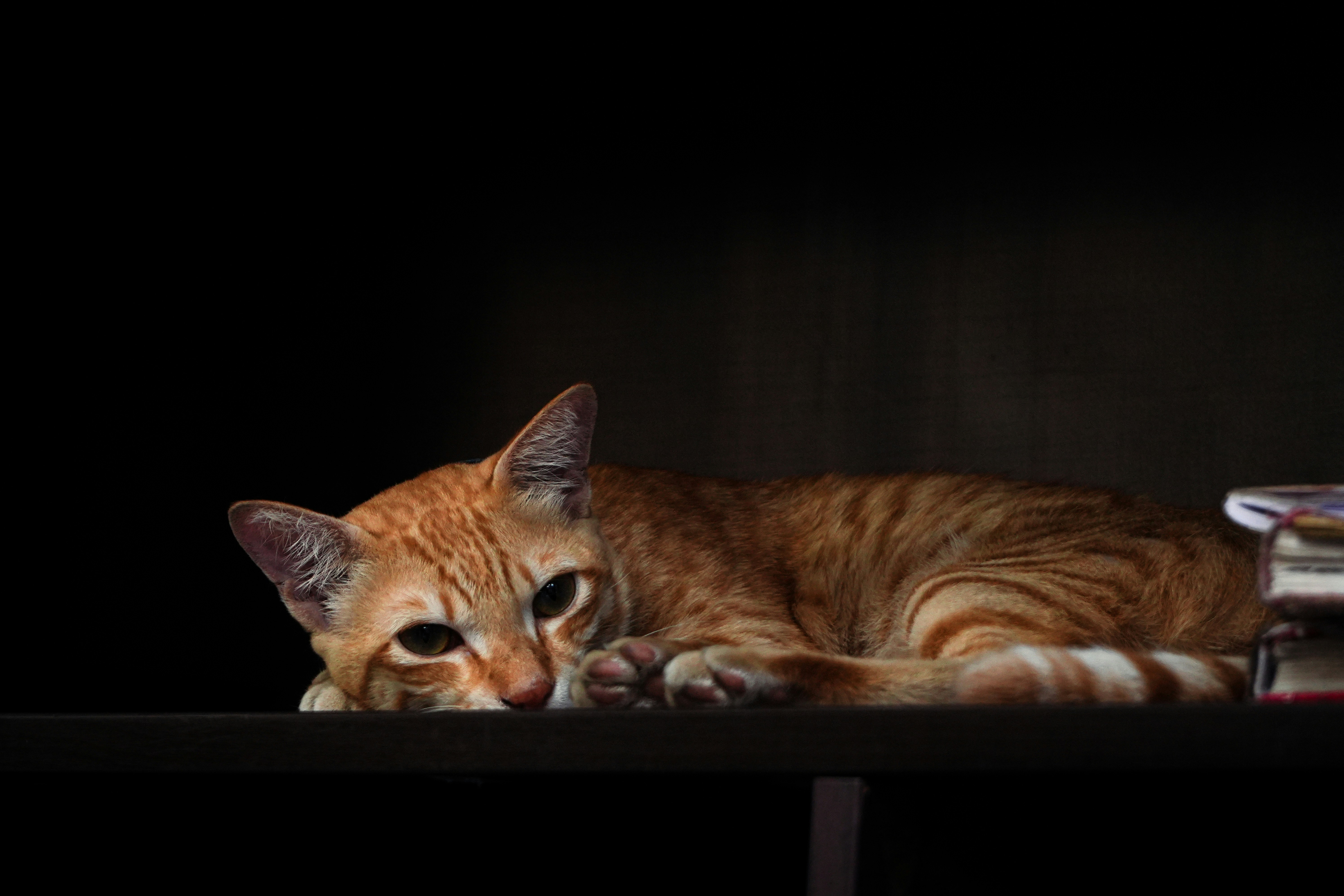 Lidded by Shadow: A Sunglow Cat Resting on a Dark Shelf