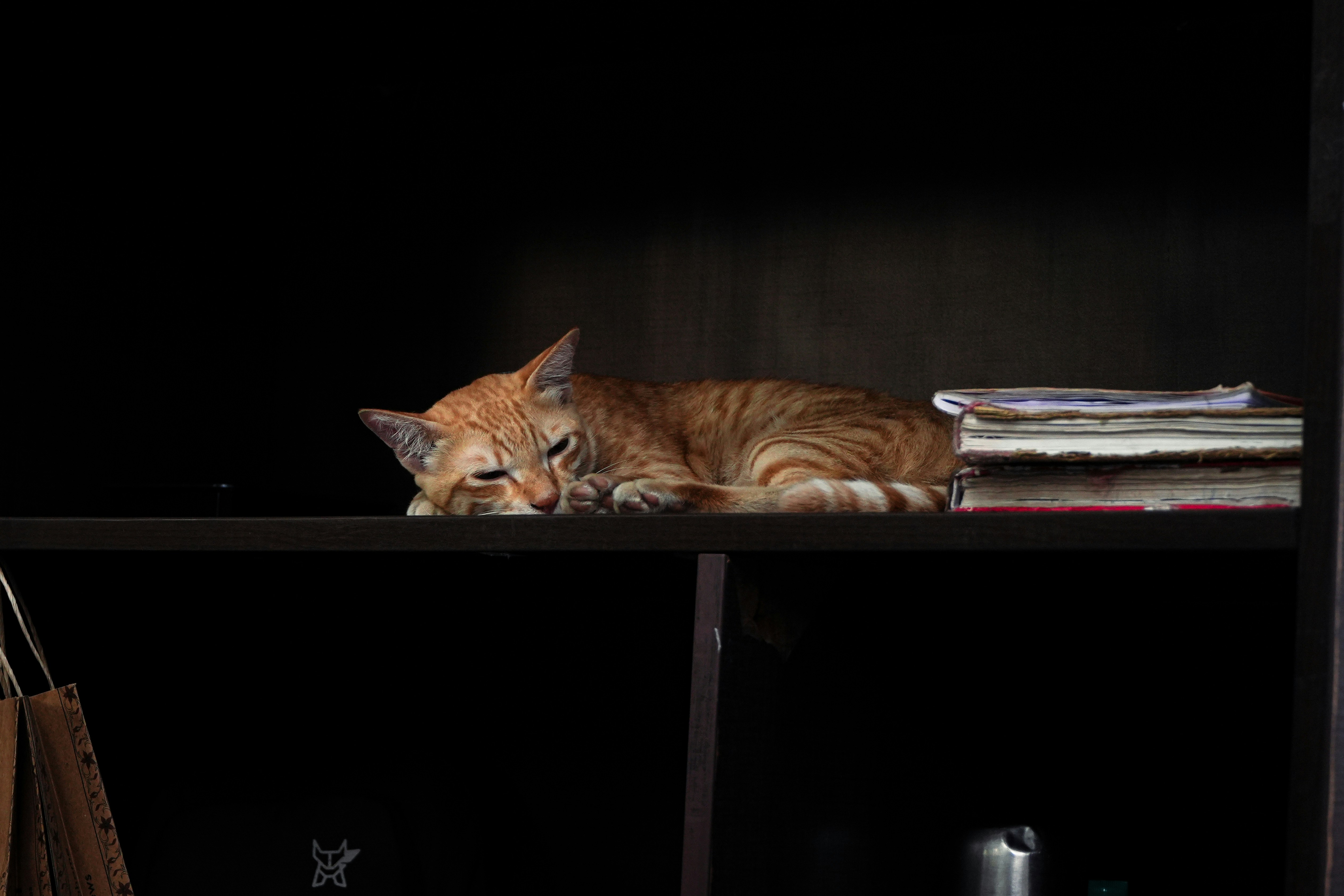 Slumbering Guardian on a Quiet Shelf