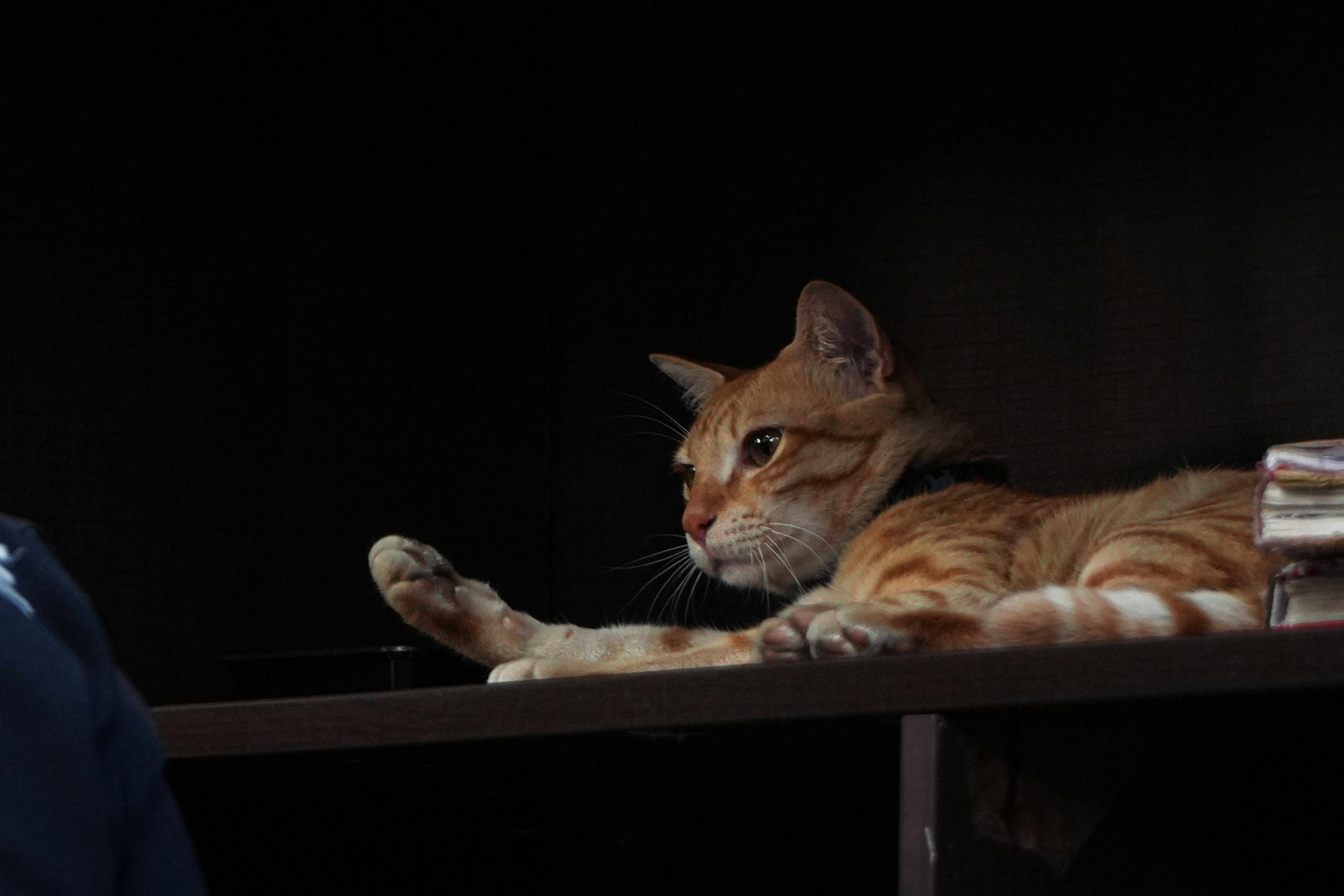 Orange tabby cat lounges on a dark shelf, gaze fixed to the left