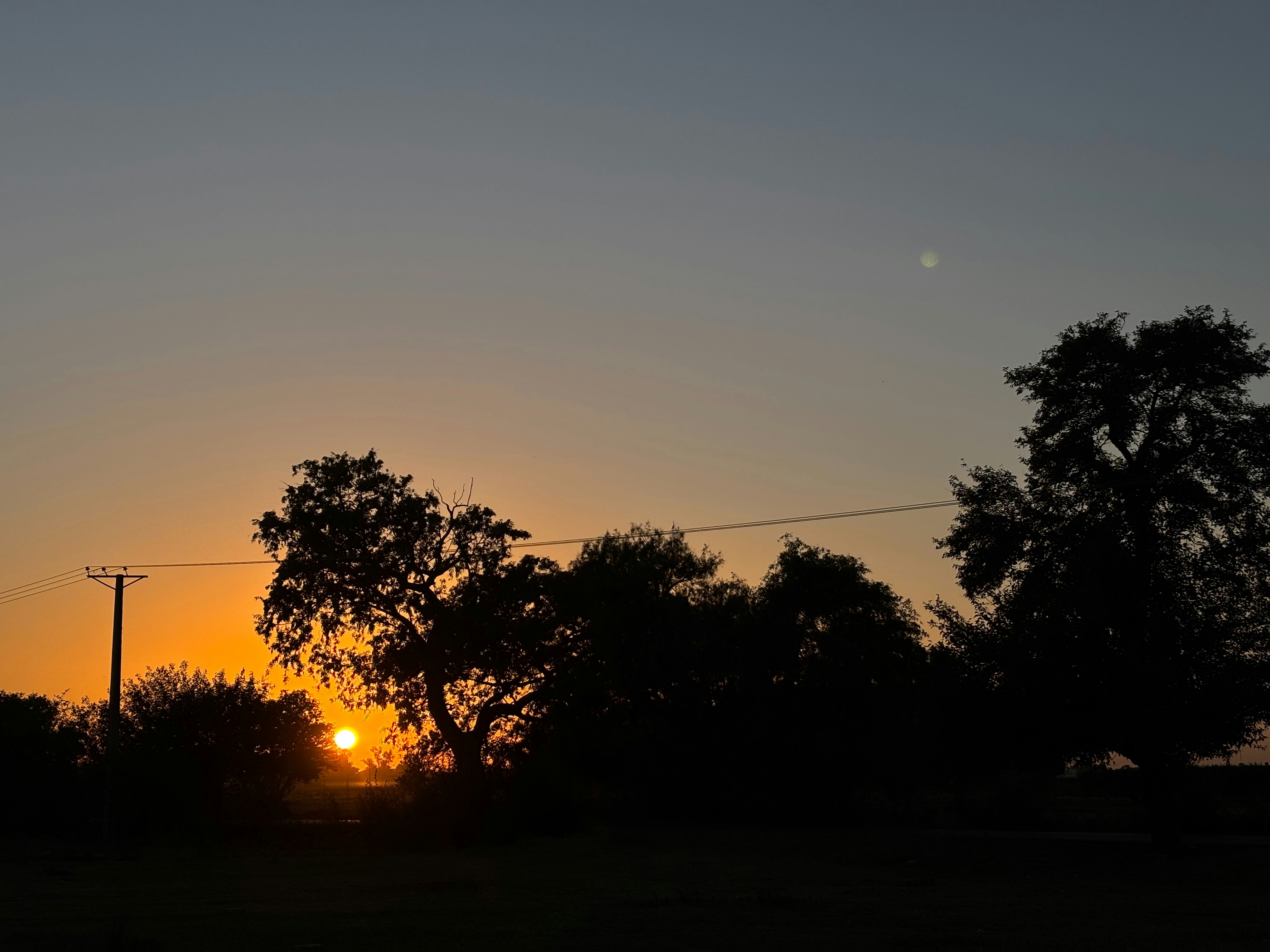 Sunlit Silhouette: Evening Orchard at Dusk