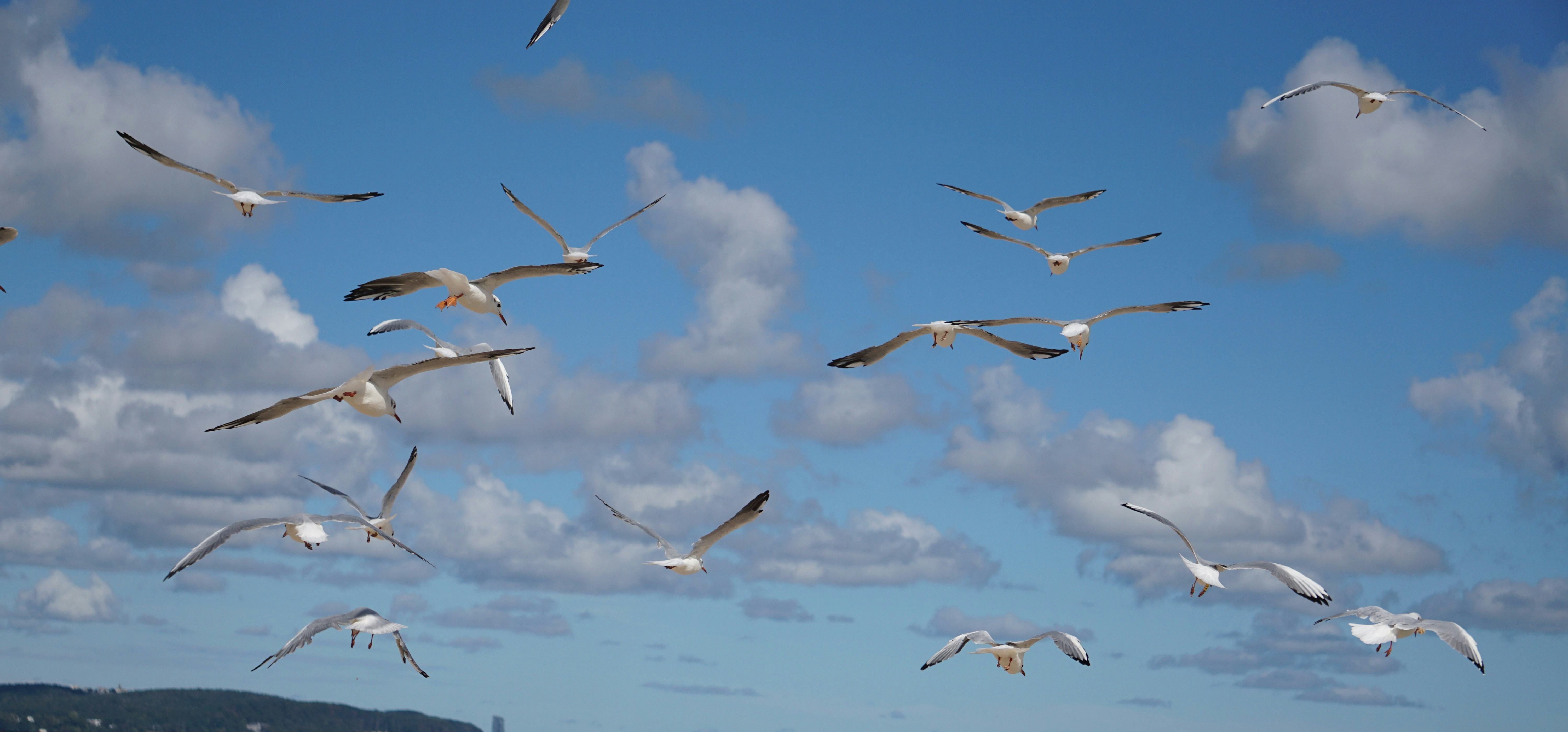 Ascending Chorus: Seagulls in a Bright Coastal Sky