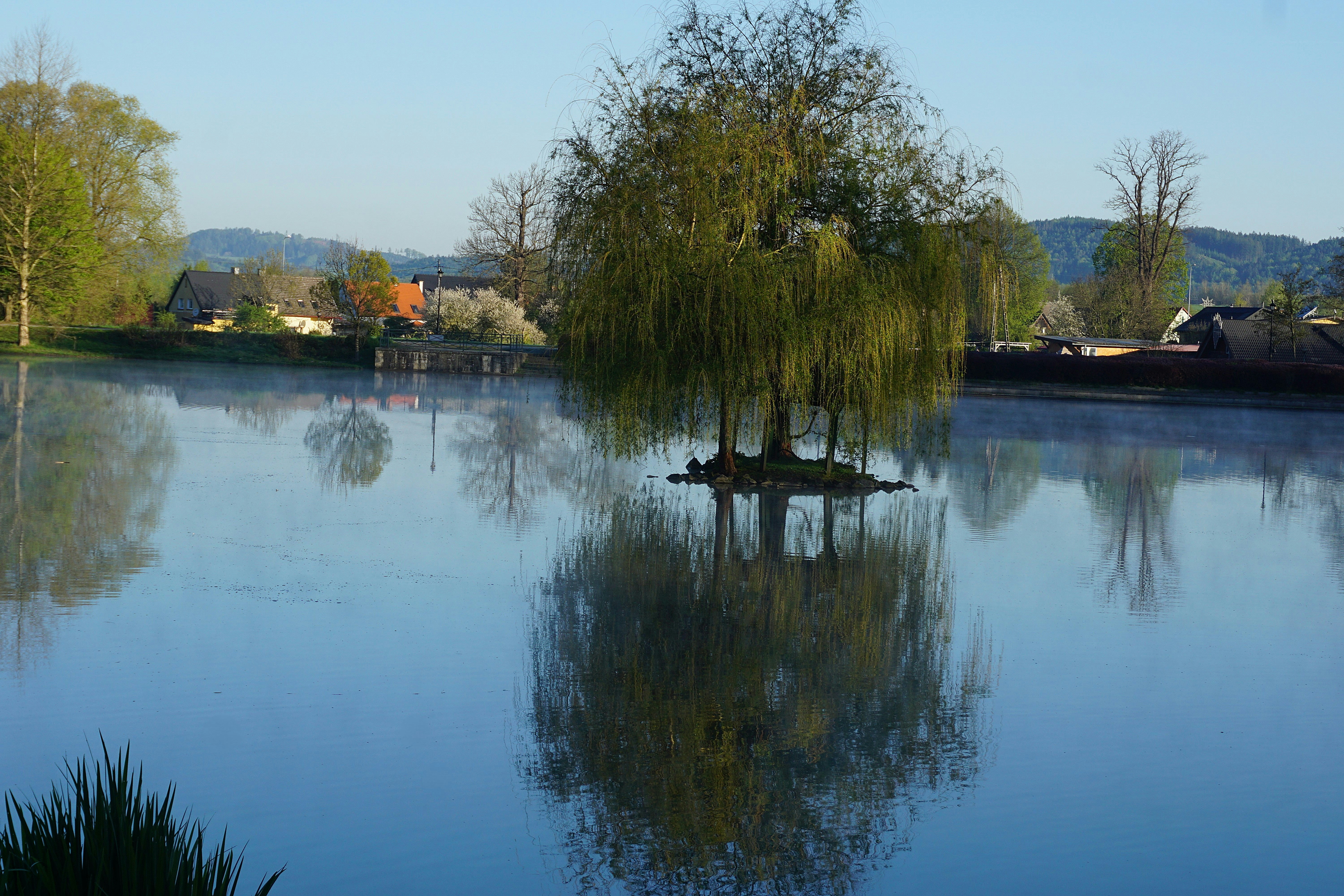 Mirror Lake: A Willow Island Centered Within Calm Waters