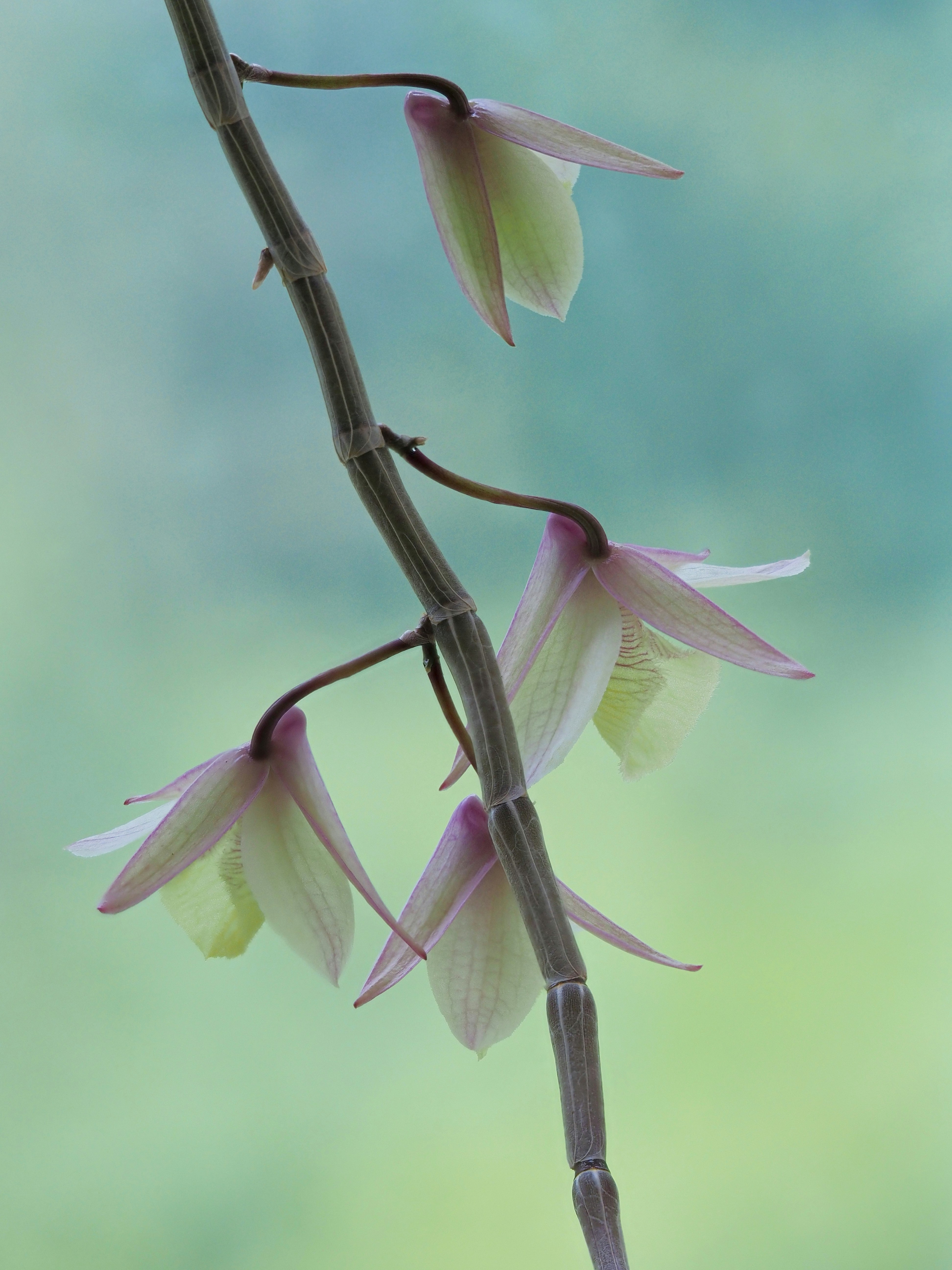 Azure-green Blooms Tracing a Tender Vine