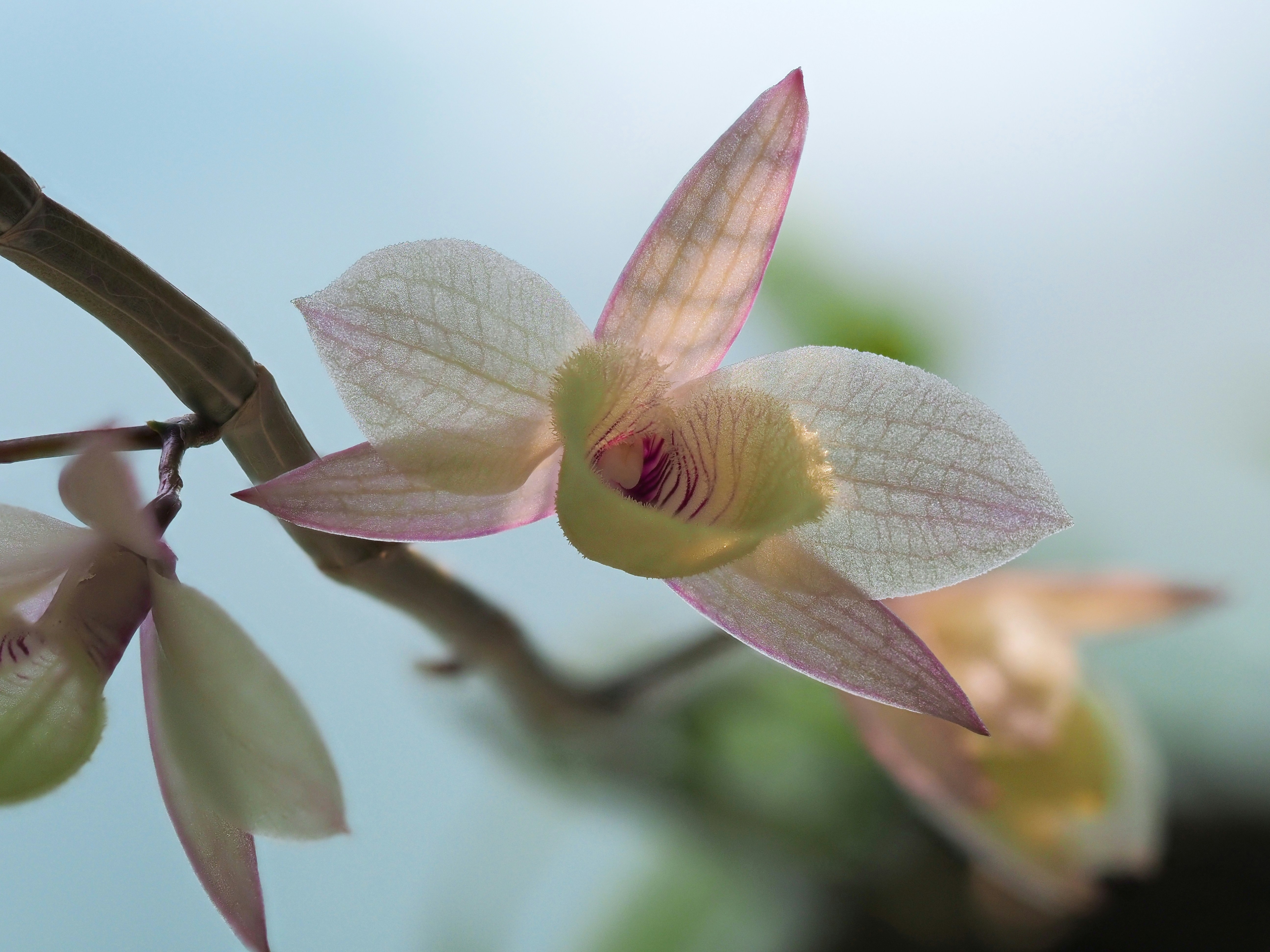 A delicate light pink orchid flower with a soft background.