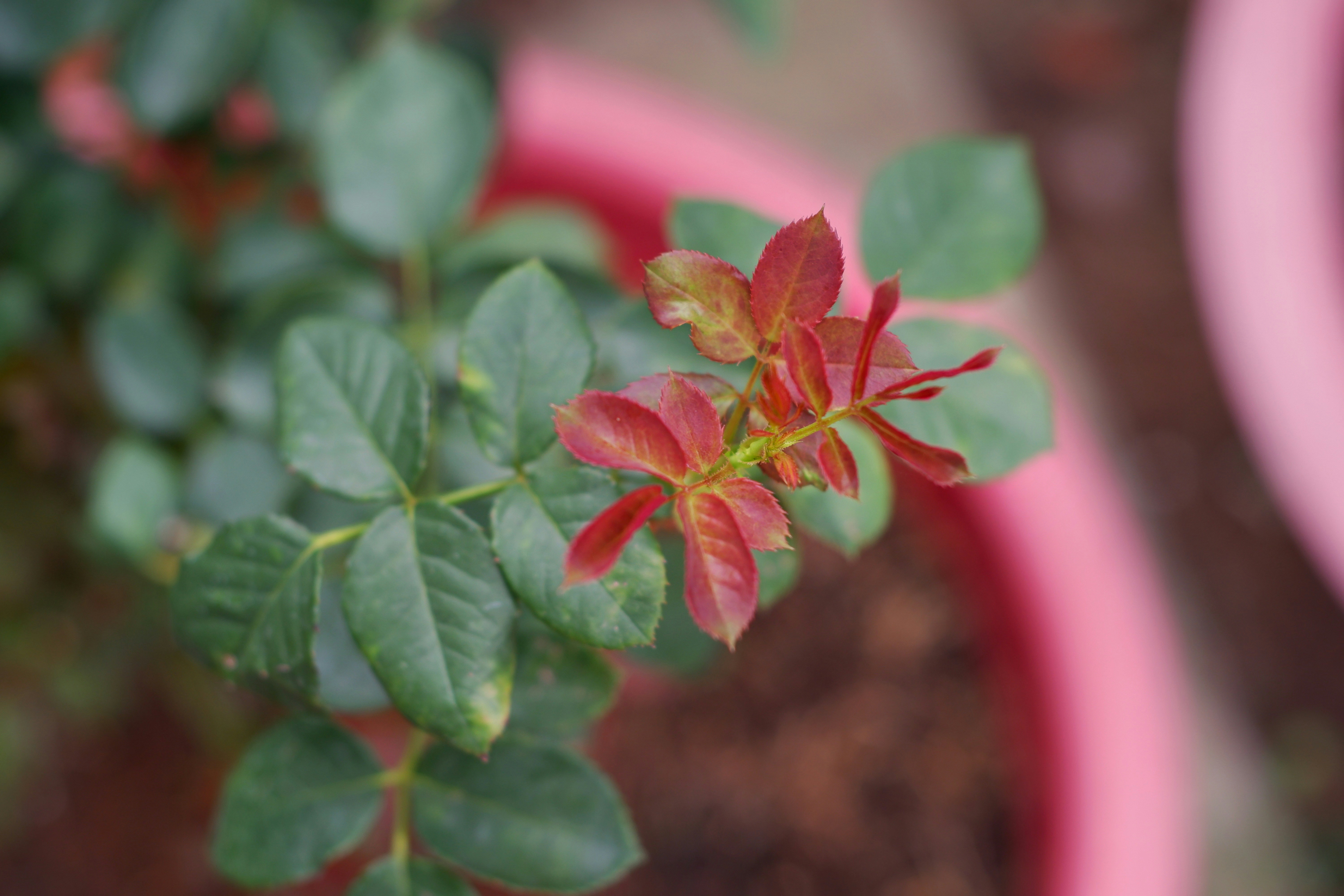 Red-tipped roselet in a pink planter garden