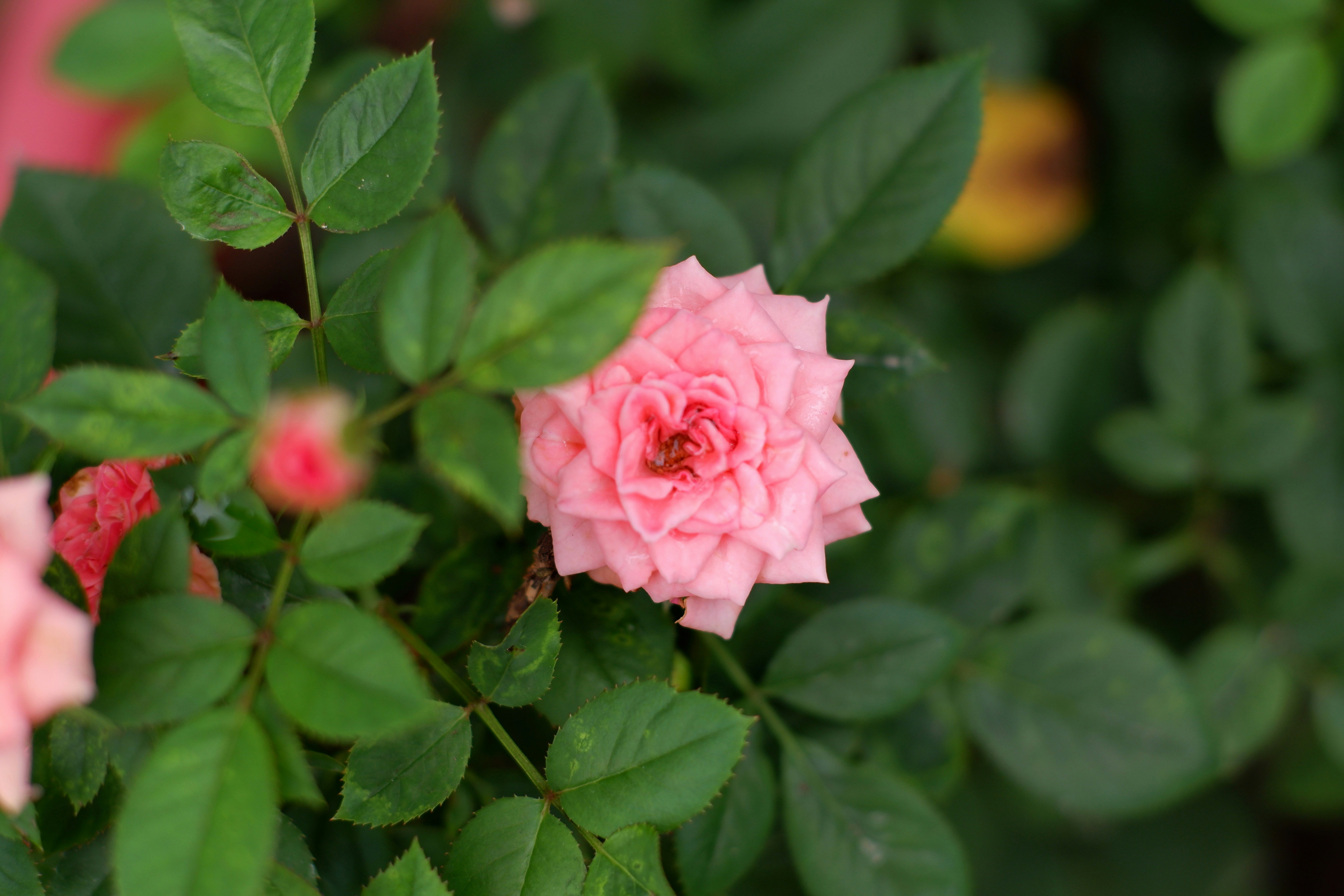 Soft-pink rose in a leafy garden with surrounding buds