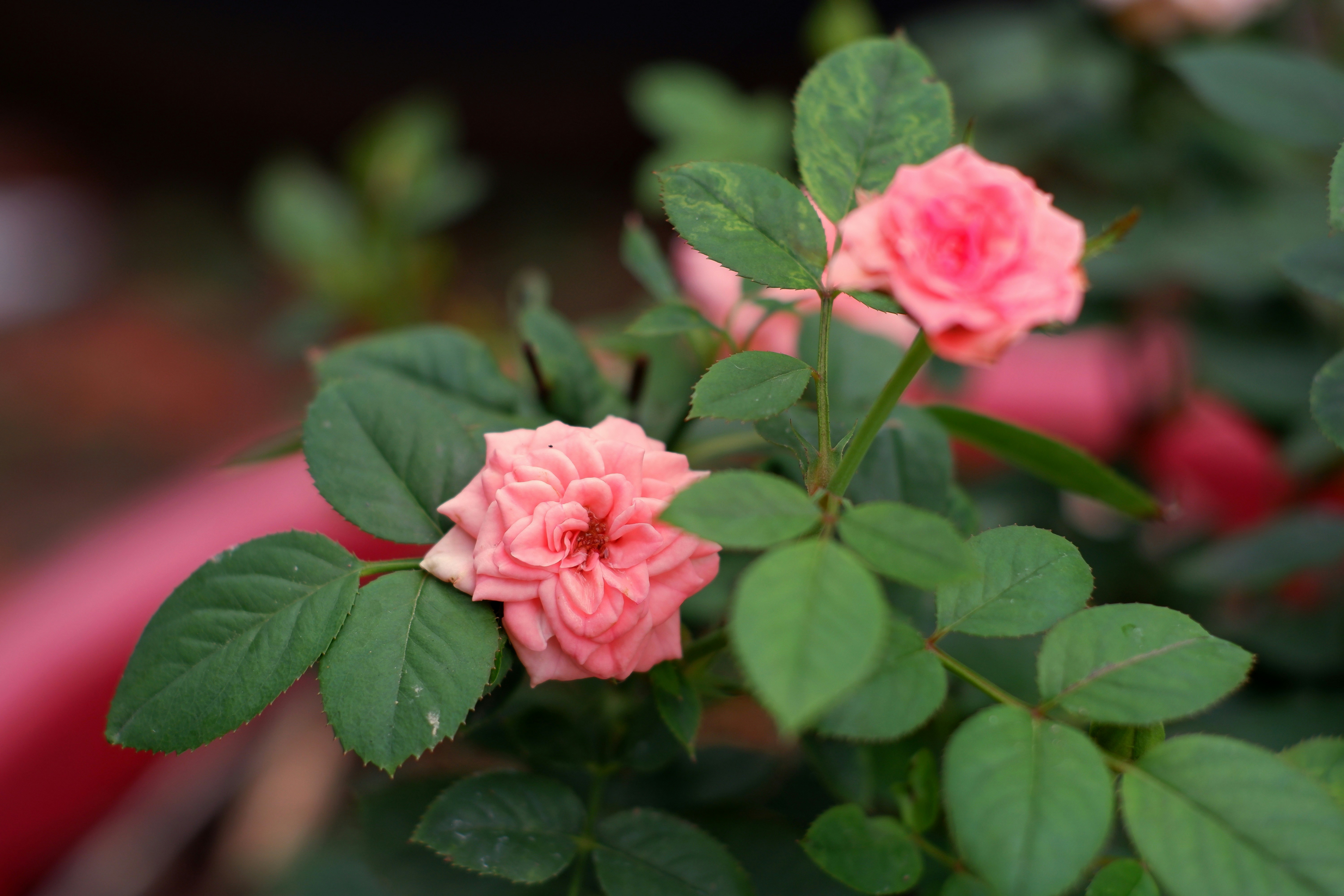Soft Pink Roses in a Garden Patch