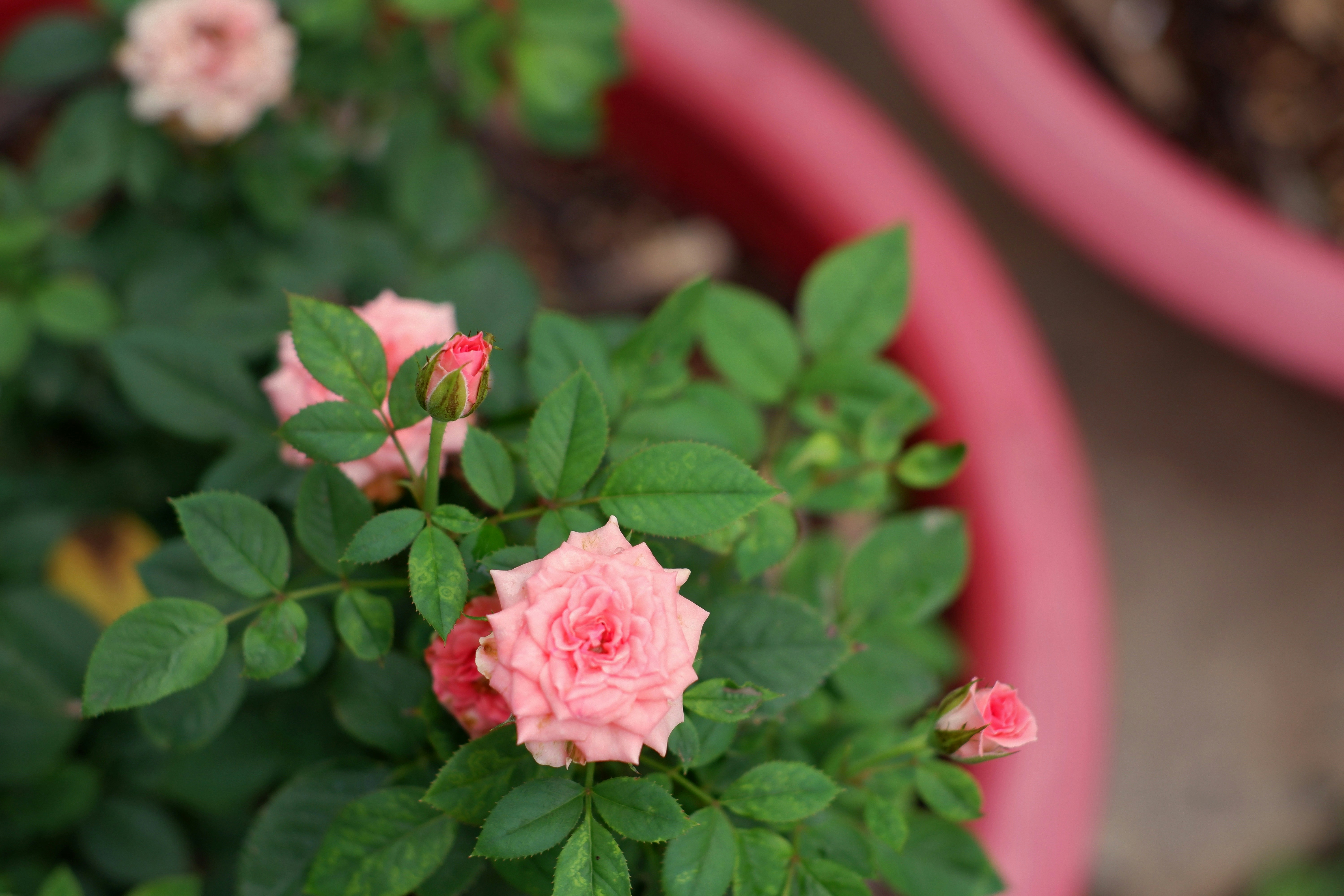 Blush Rose in a Corner of Pots