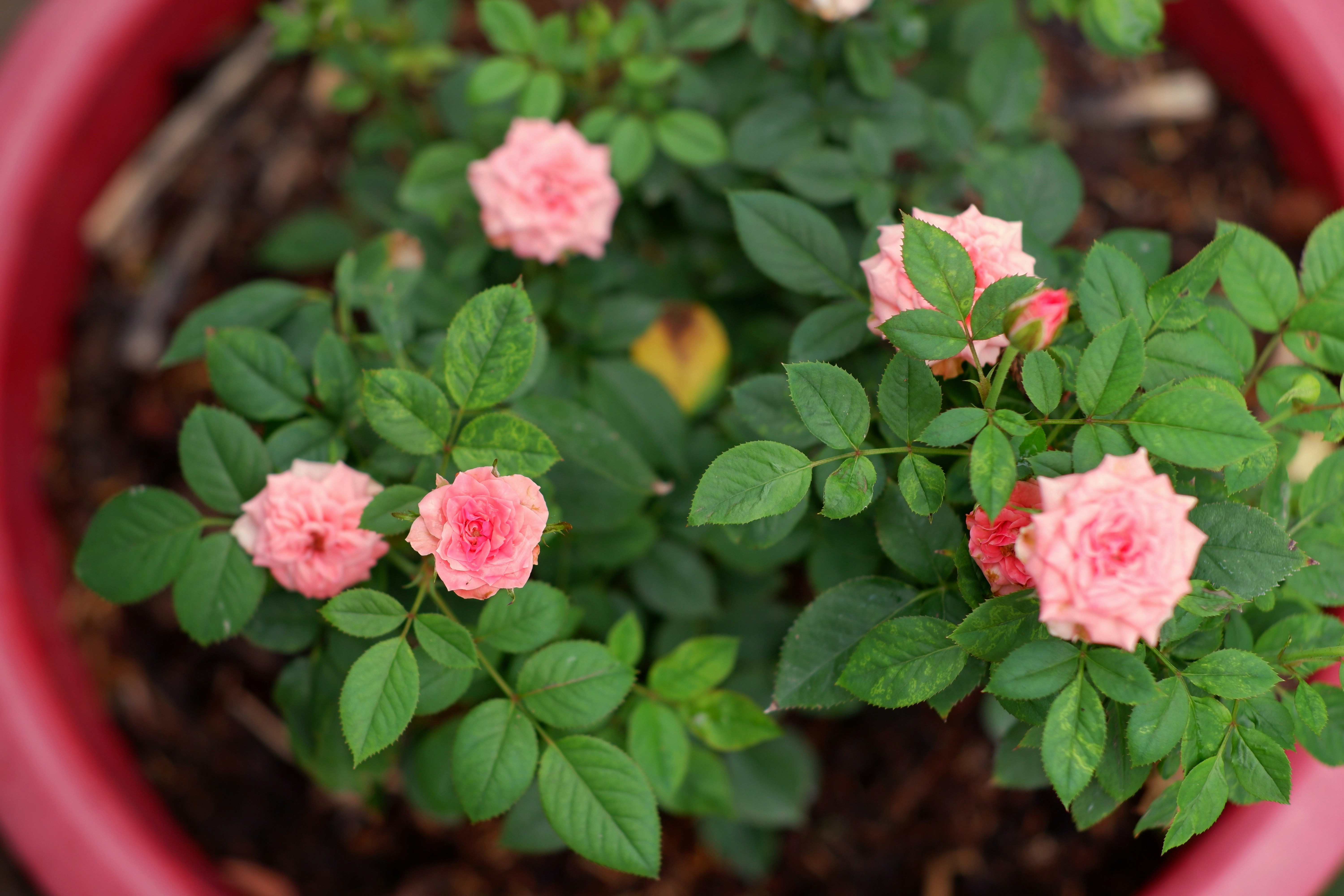 Petaled Pink Crescents in a Red Pot