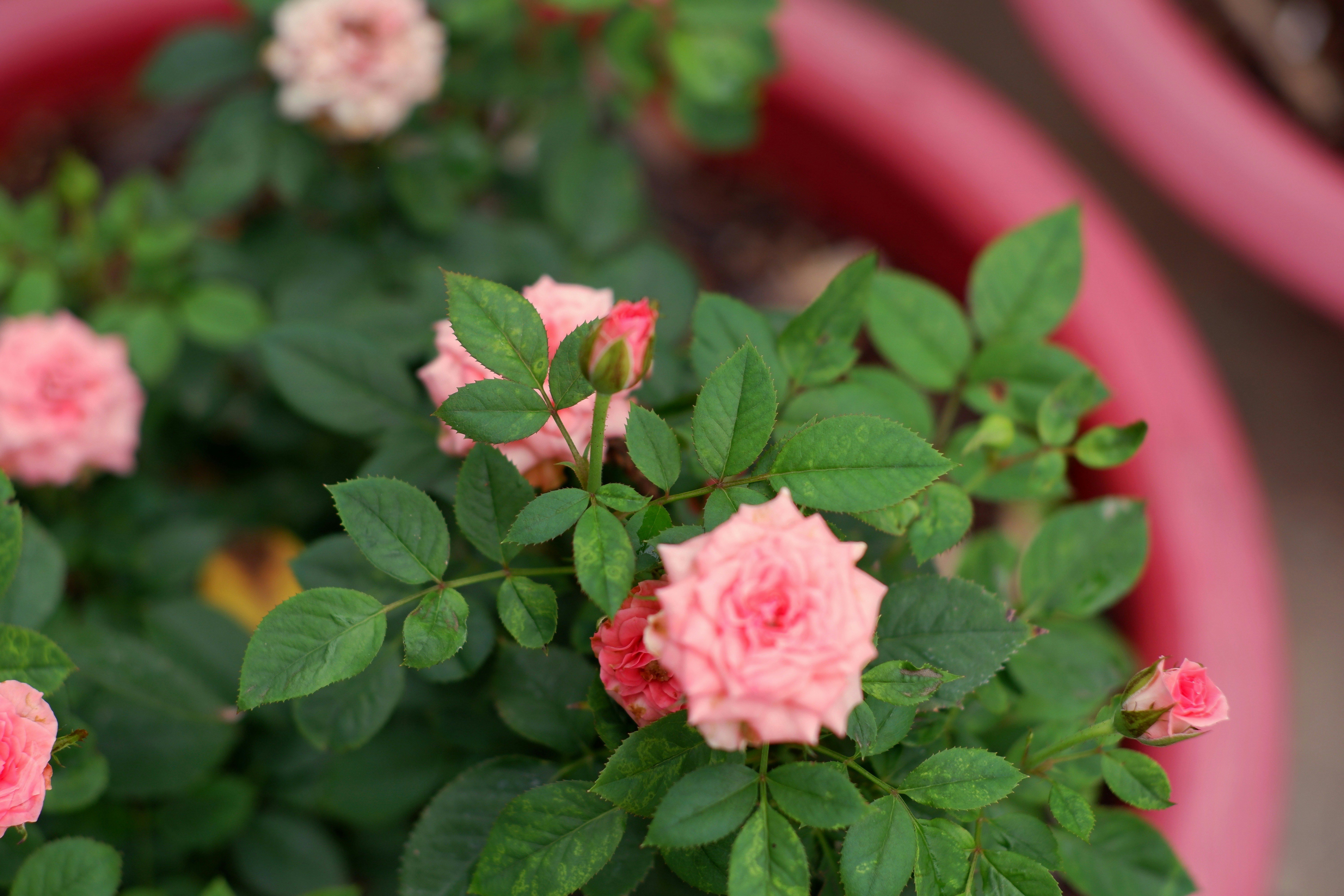 Soft-petaled Pink Rose Emerges Among Green Leaves in a Terracotta Garden