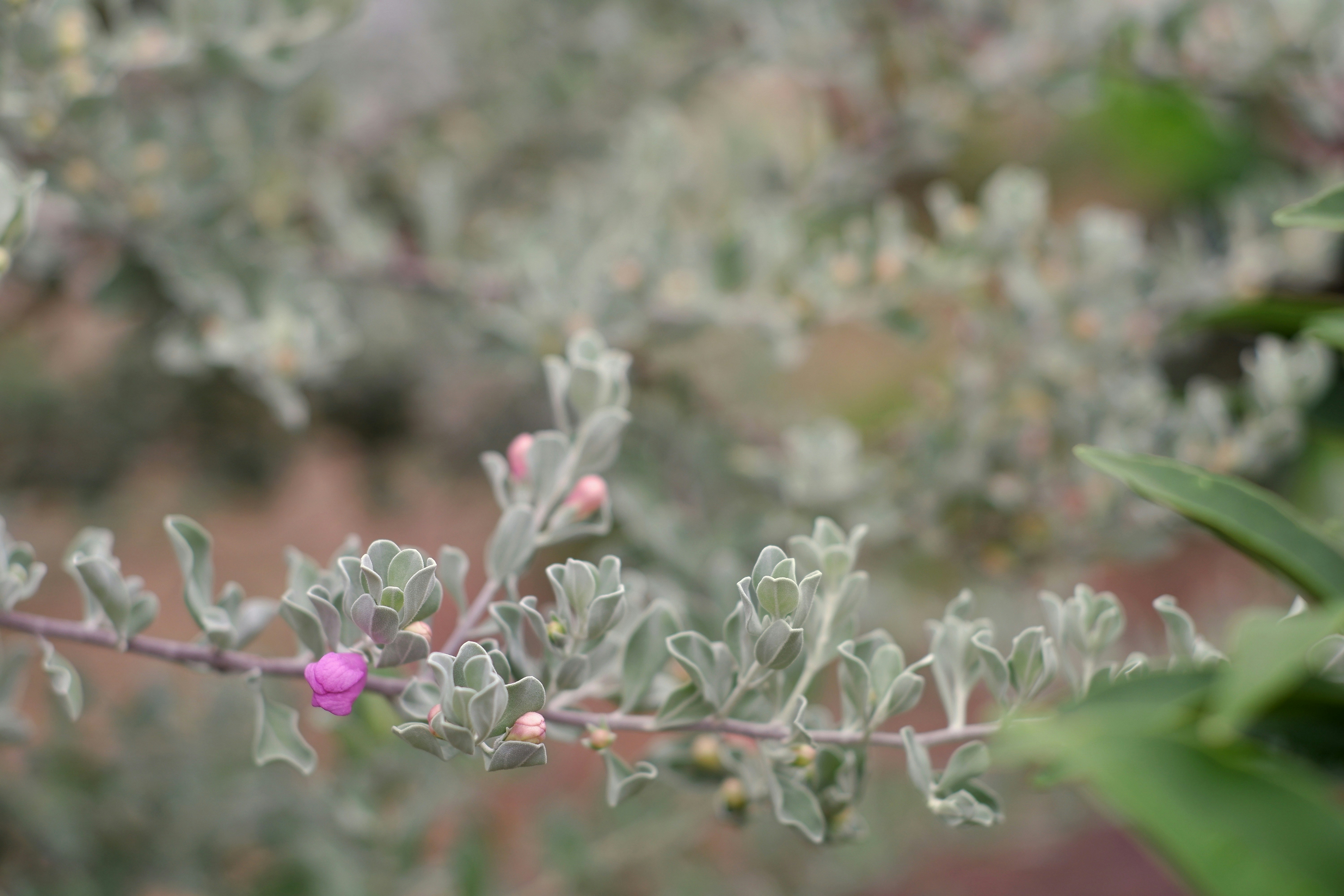 Pink Bud on Fragrant Gray Branch