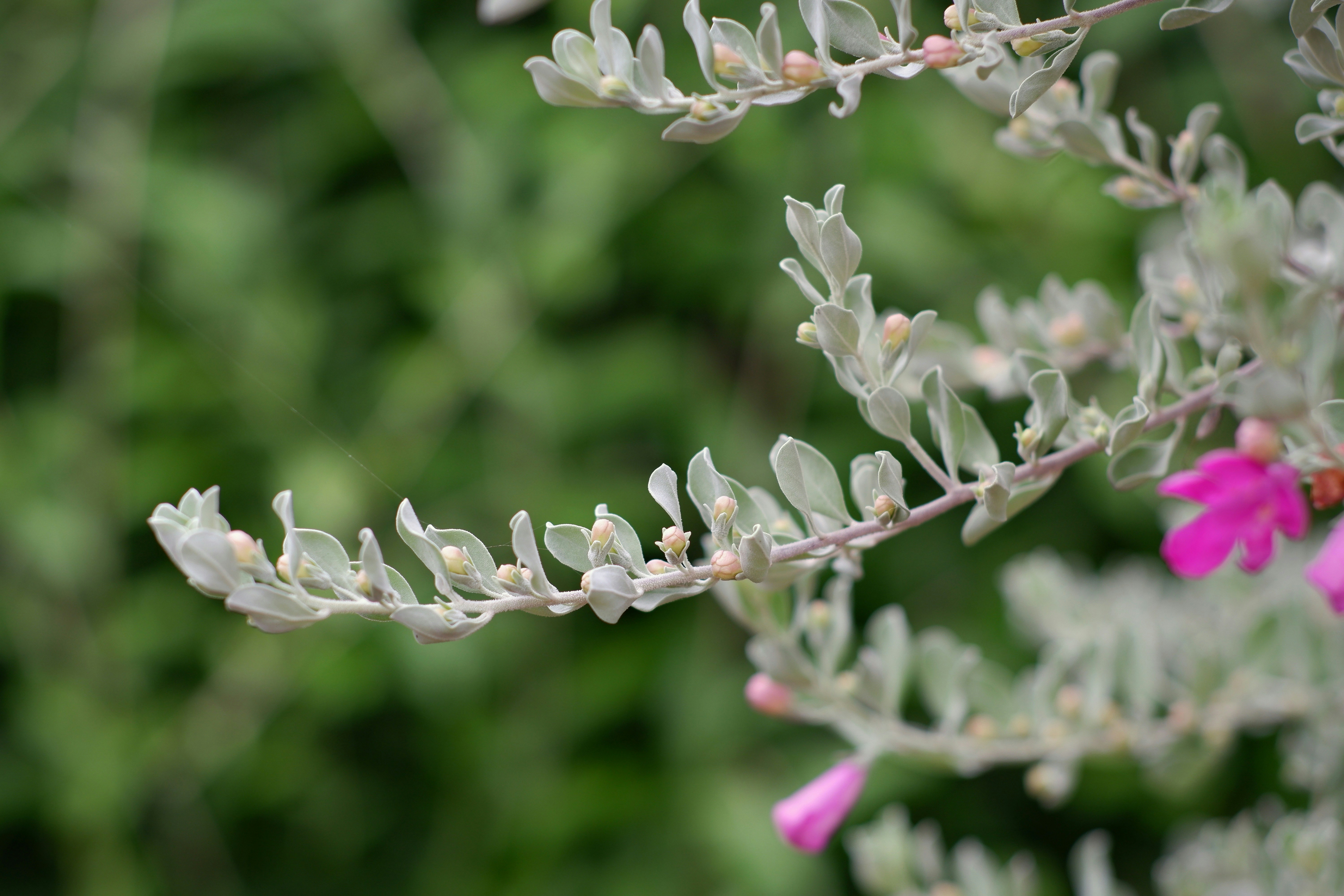 Quiet Proximity: Silvery Branches Reach toward a Soft Pink Bloom