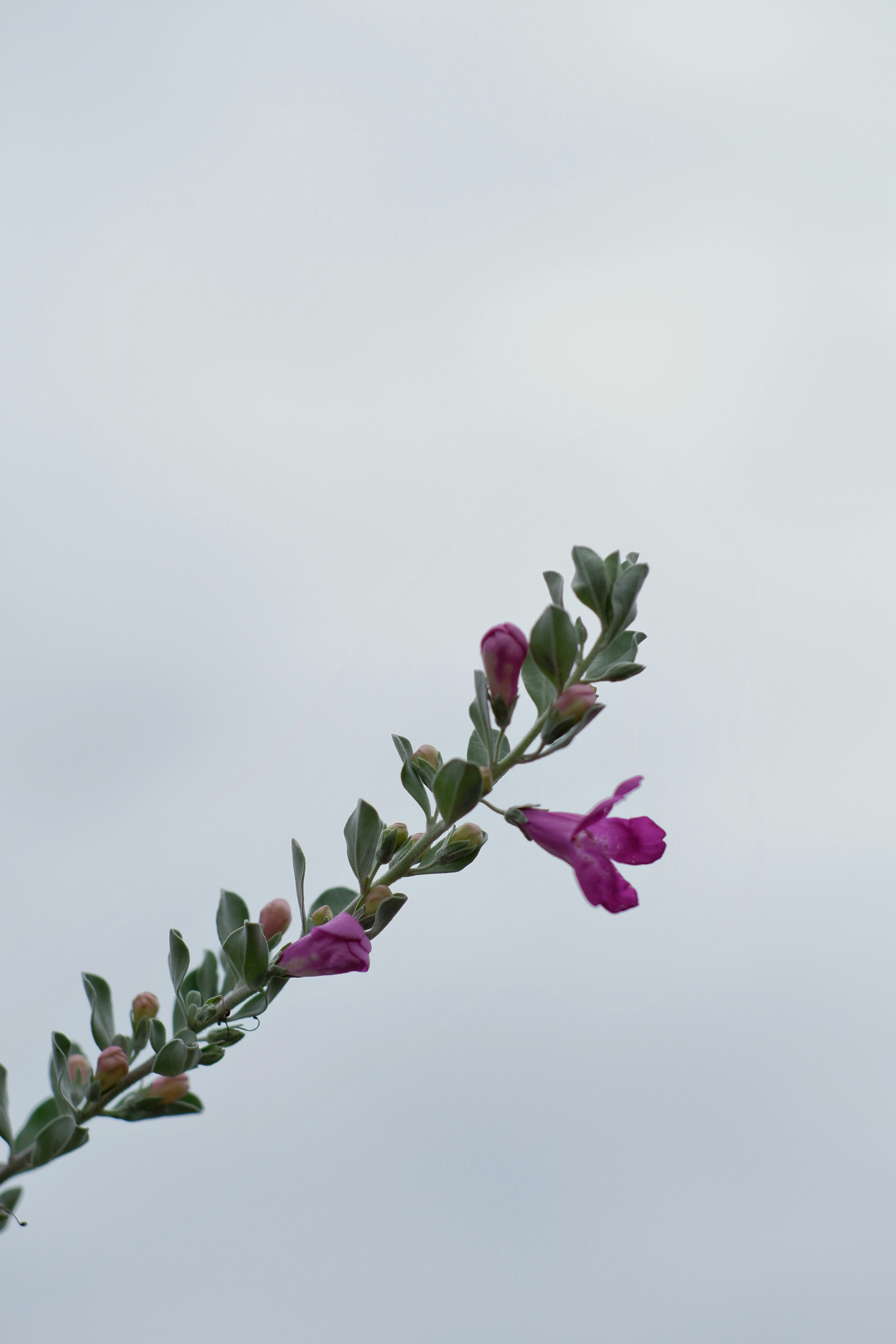 Pink Bellflower Stem Reaching Across a Calm Sky