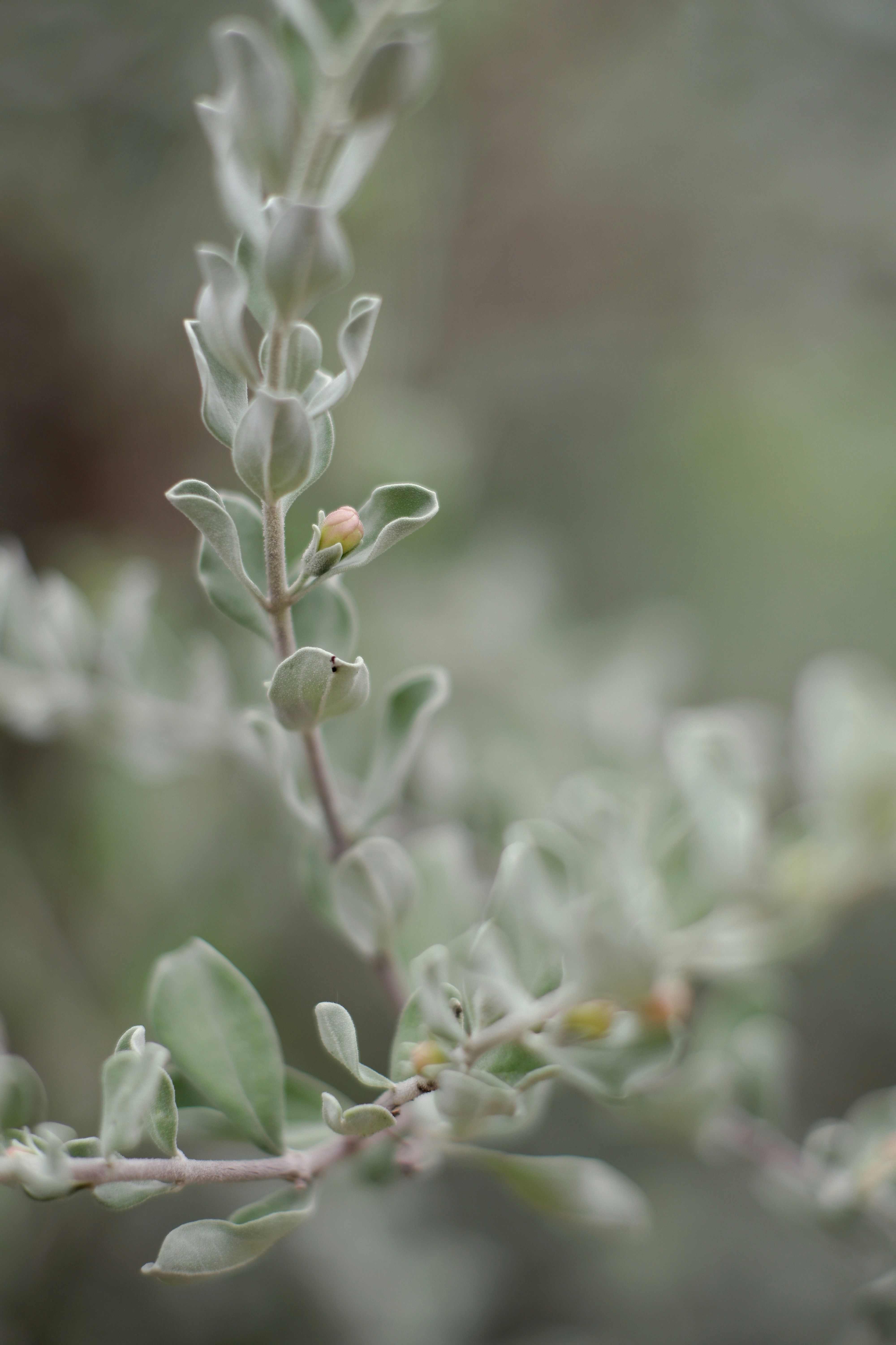 Soft Sage: Close-Up of a Budding Sprig in Gentle Light