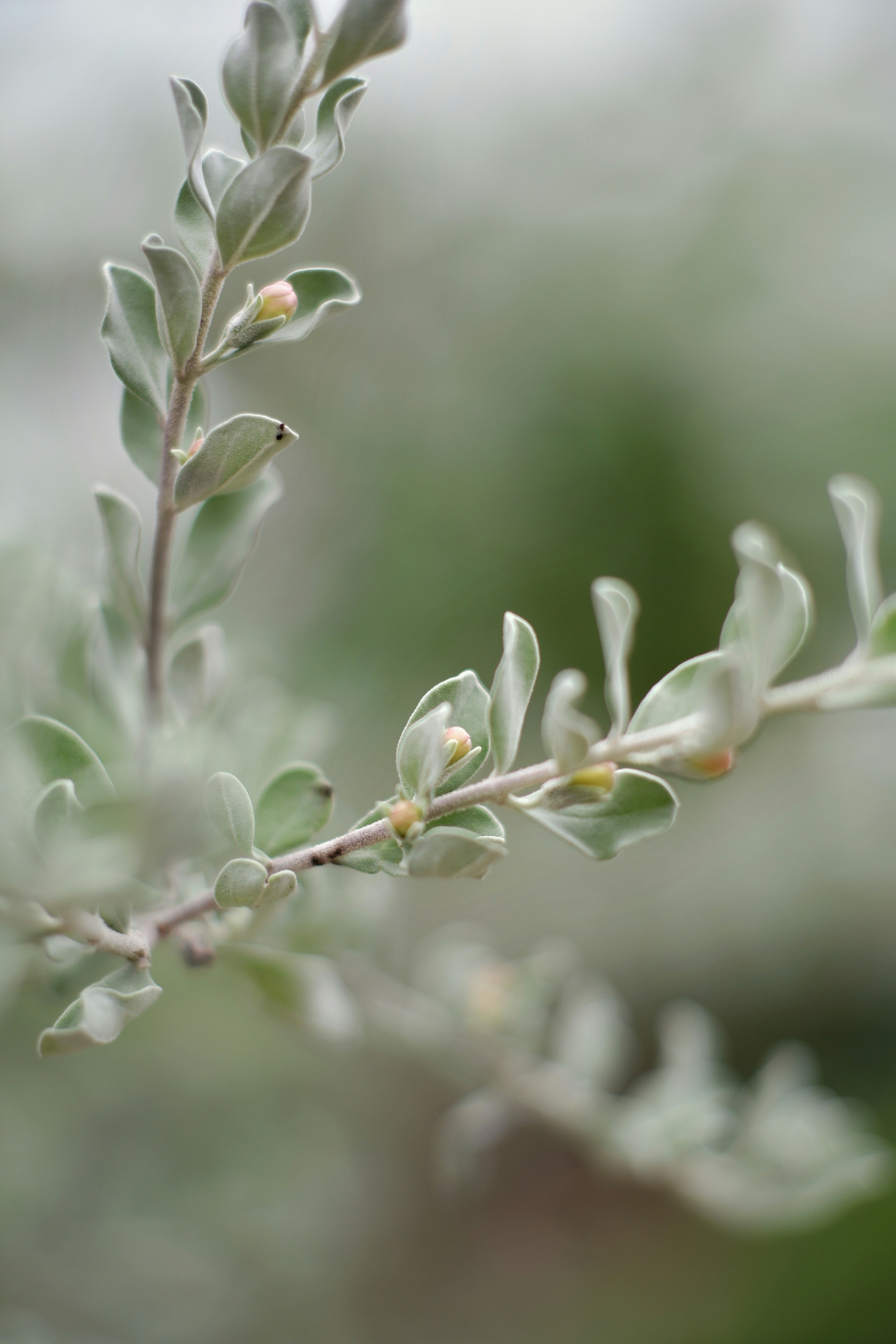 Soft-focus Sage: Delicate Clusters on a Fragile Branch