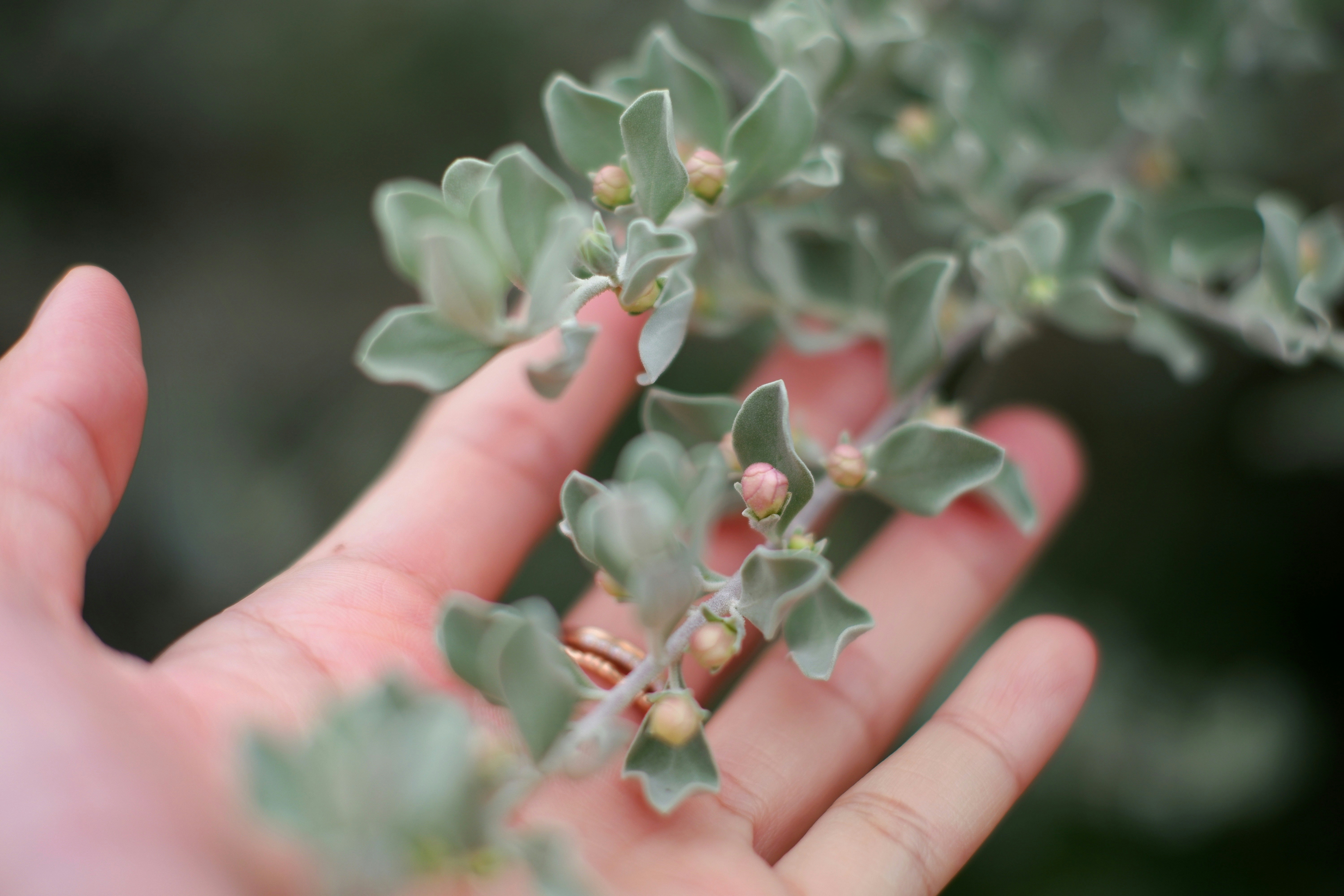Gentle clasp: a quiet moment with silvery foliage